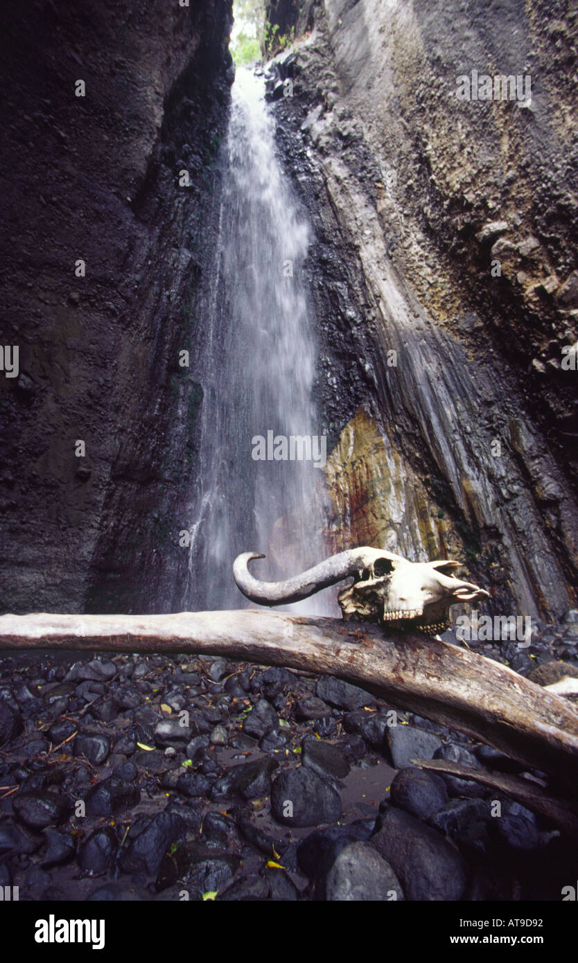 skull of a buffalo in front of waterfall Stock Photo - Alamy