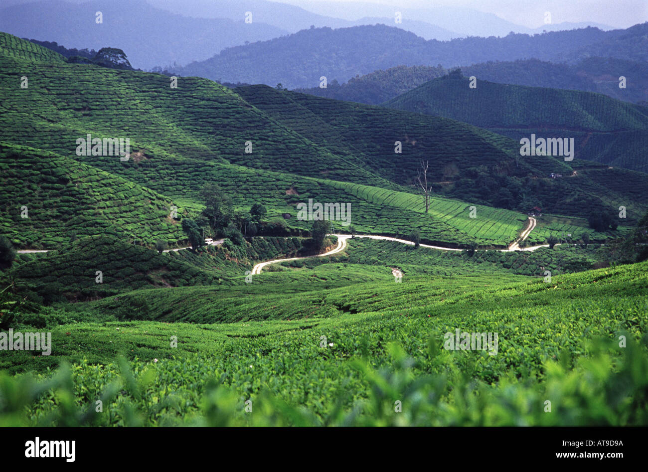 Tea plantations in the Cameron Highlands in Malaysia Stock Photo - Alamy