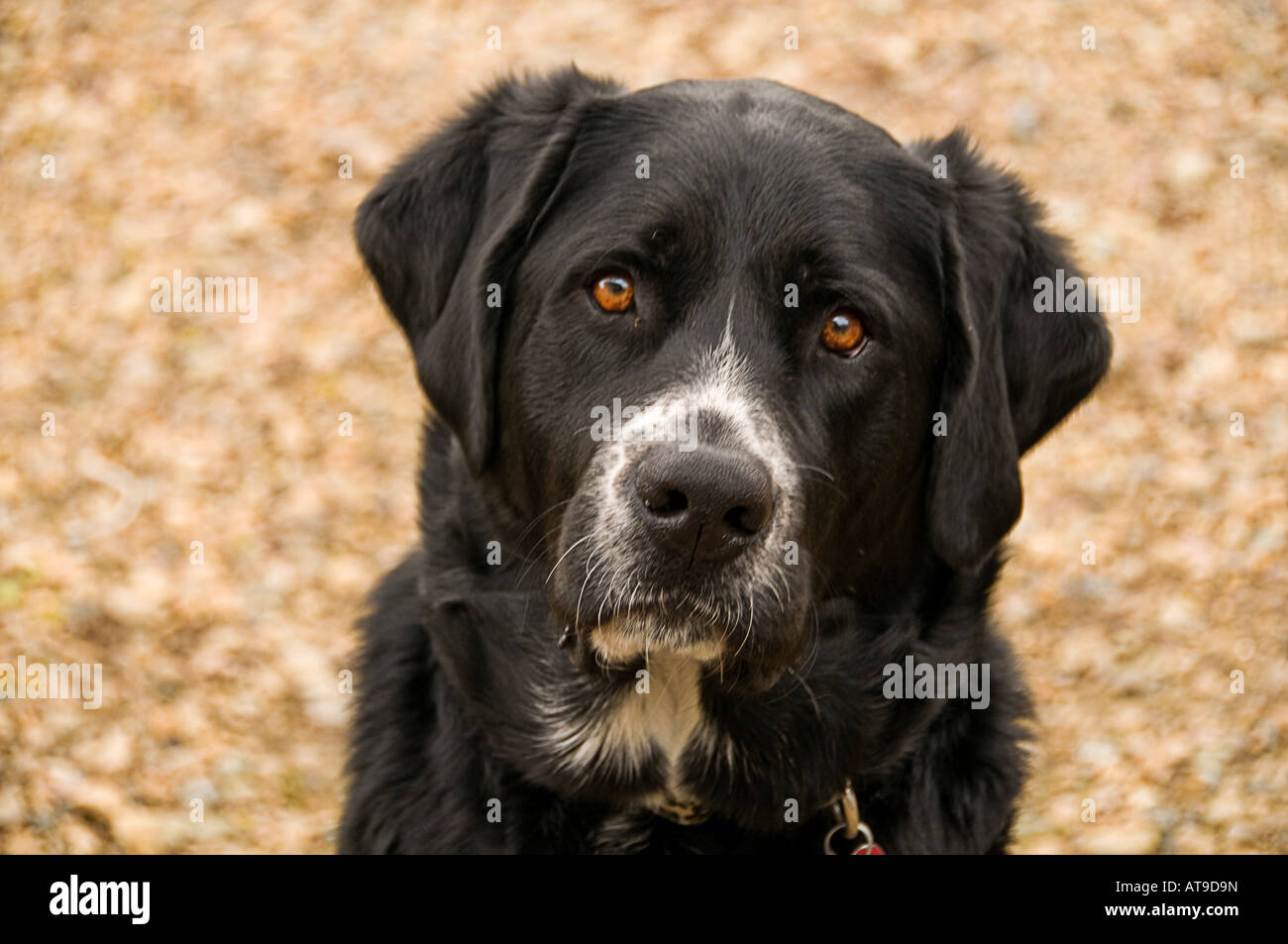 Cute Black Dog Face Stock Photo - Alamy