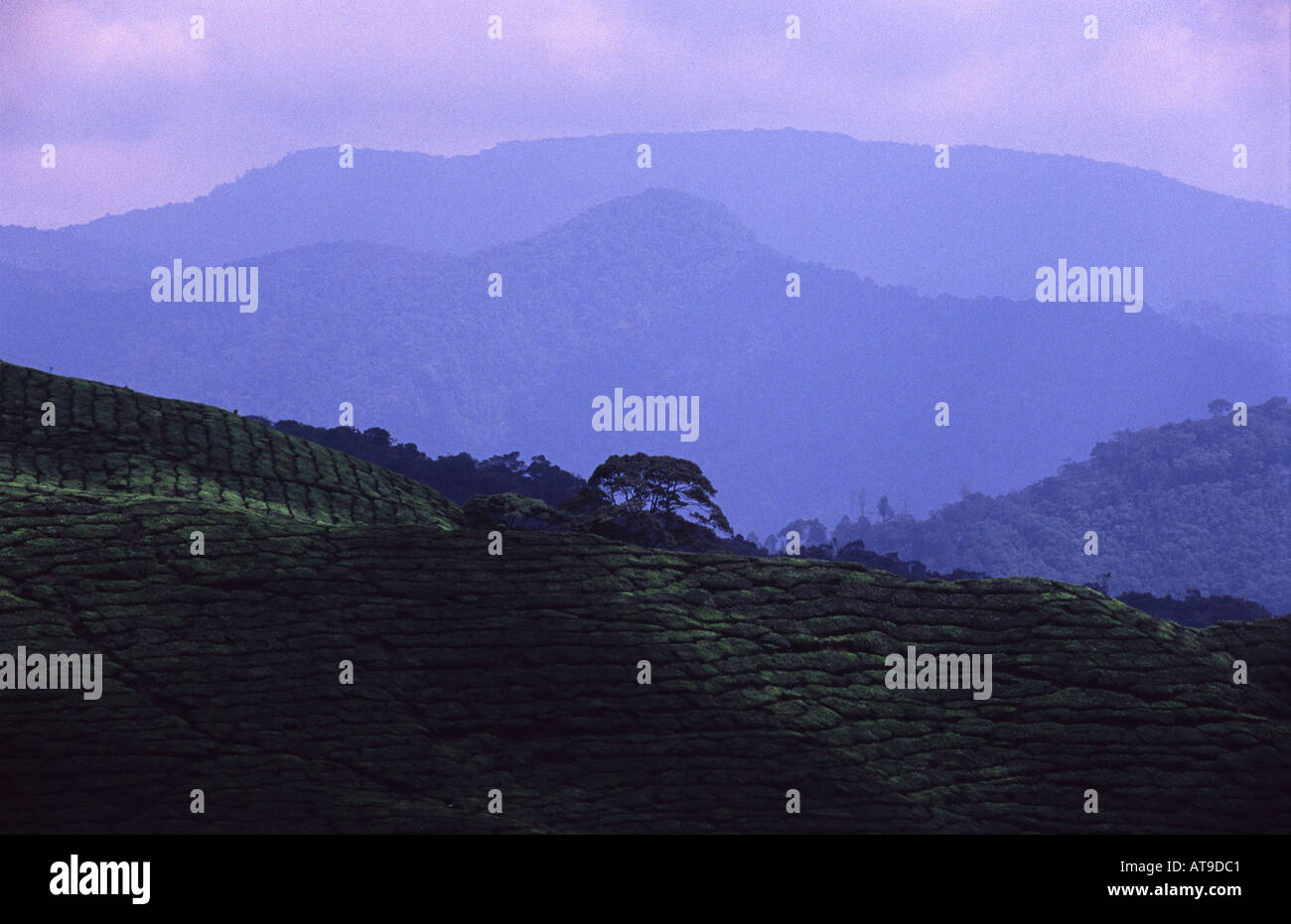 Tea plantations in the Cameron Highlands in Malaysia Stock Photo - Alamy