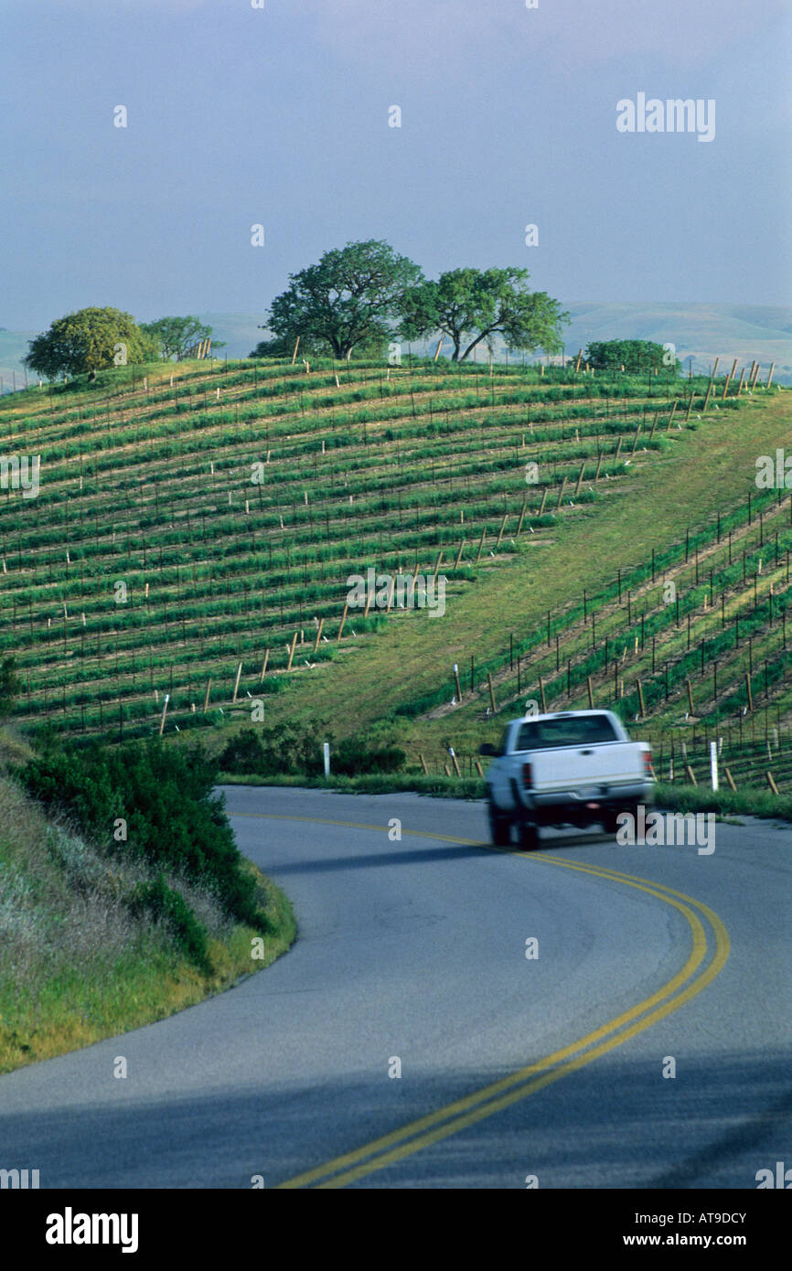 Curving vines hi-res stock photography and images - Alamy