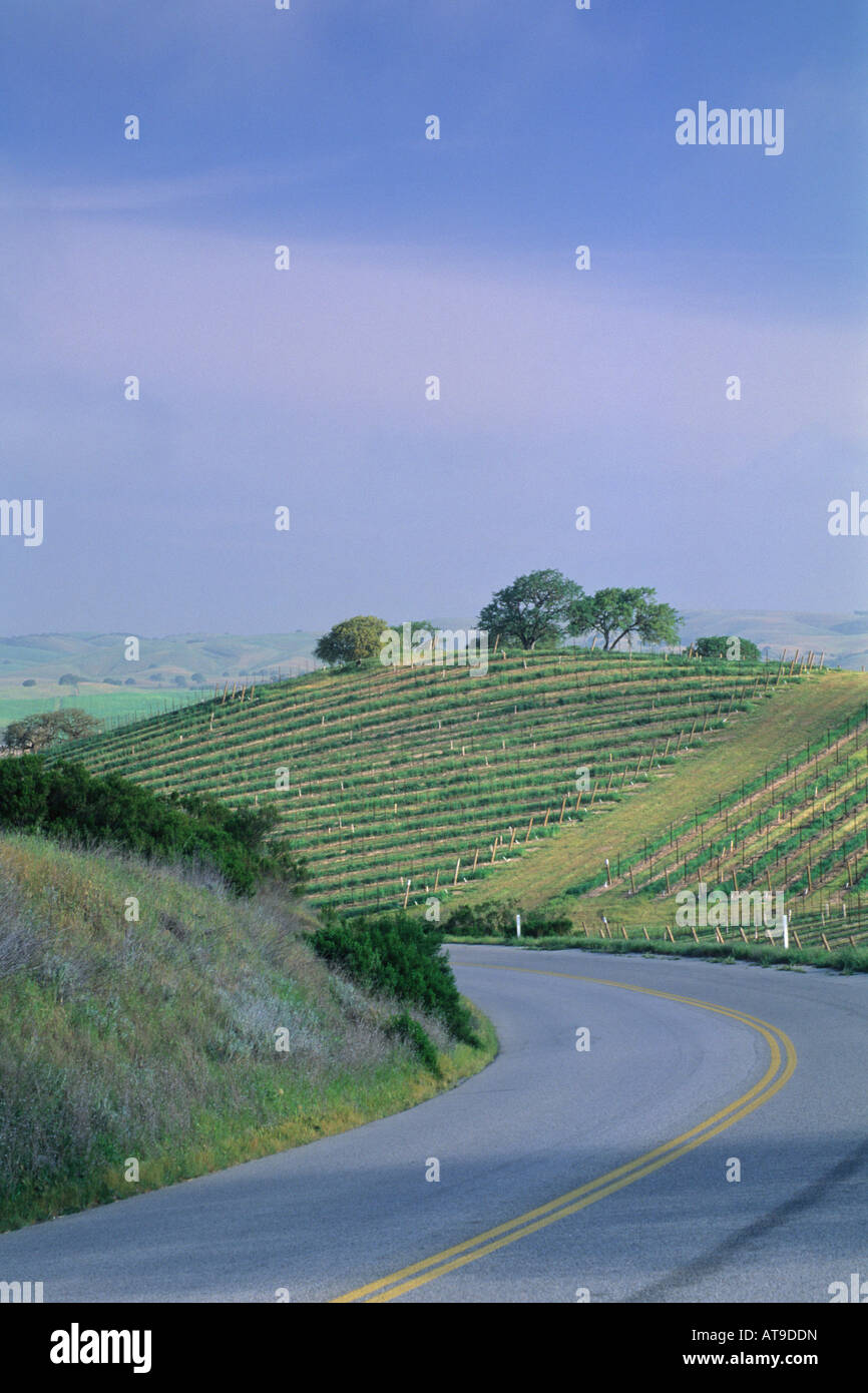 Vines curving hi-res stock photography and images - Alamy