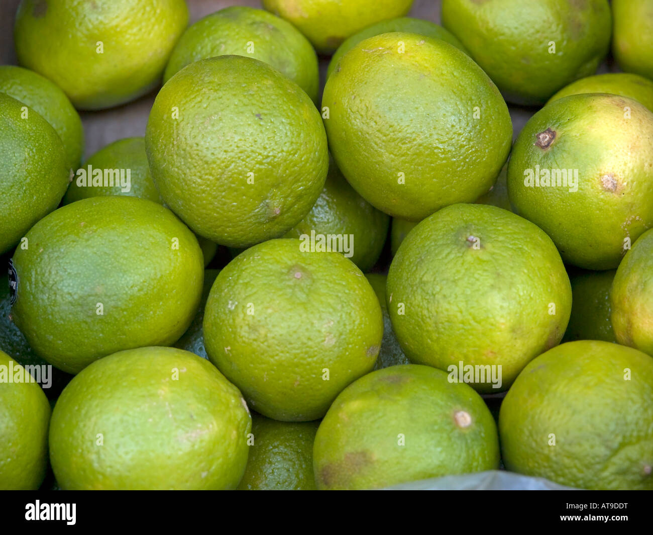 Key lime Citrus aurantifolia for sale Stock Photo - Alamy