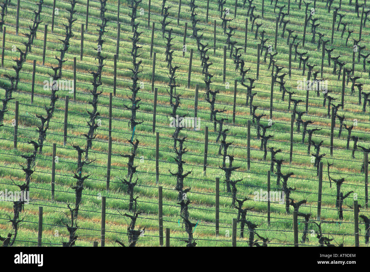 Barren grape vines on hillside in spring near J Lohr Paso Robles San ...