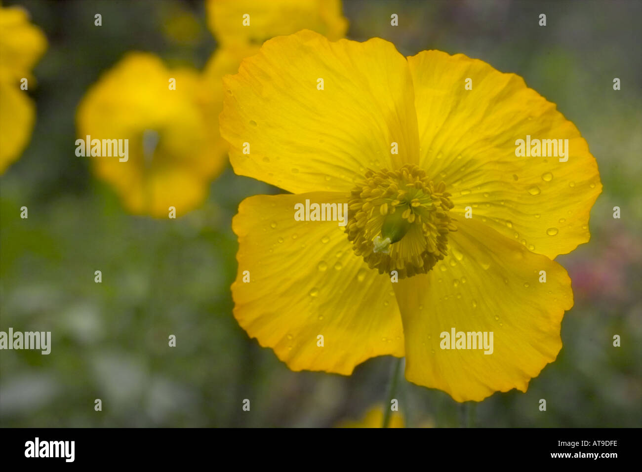 Japanese Poppy High Resolution Stock Photography and Images - Alamy