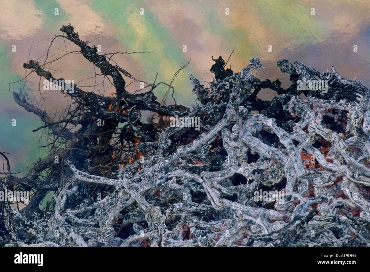 Old grape vines being burned in field near J Lohr Paso Robles San Luis ...