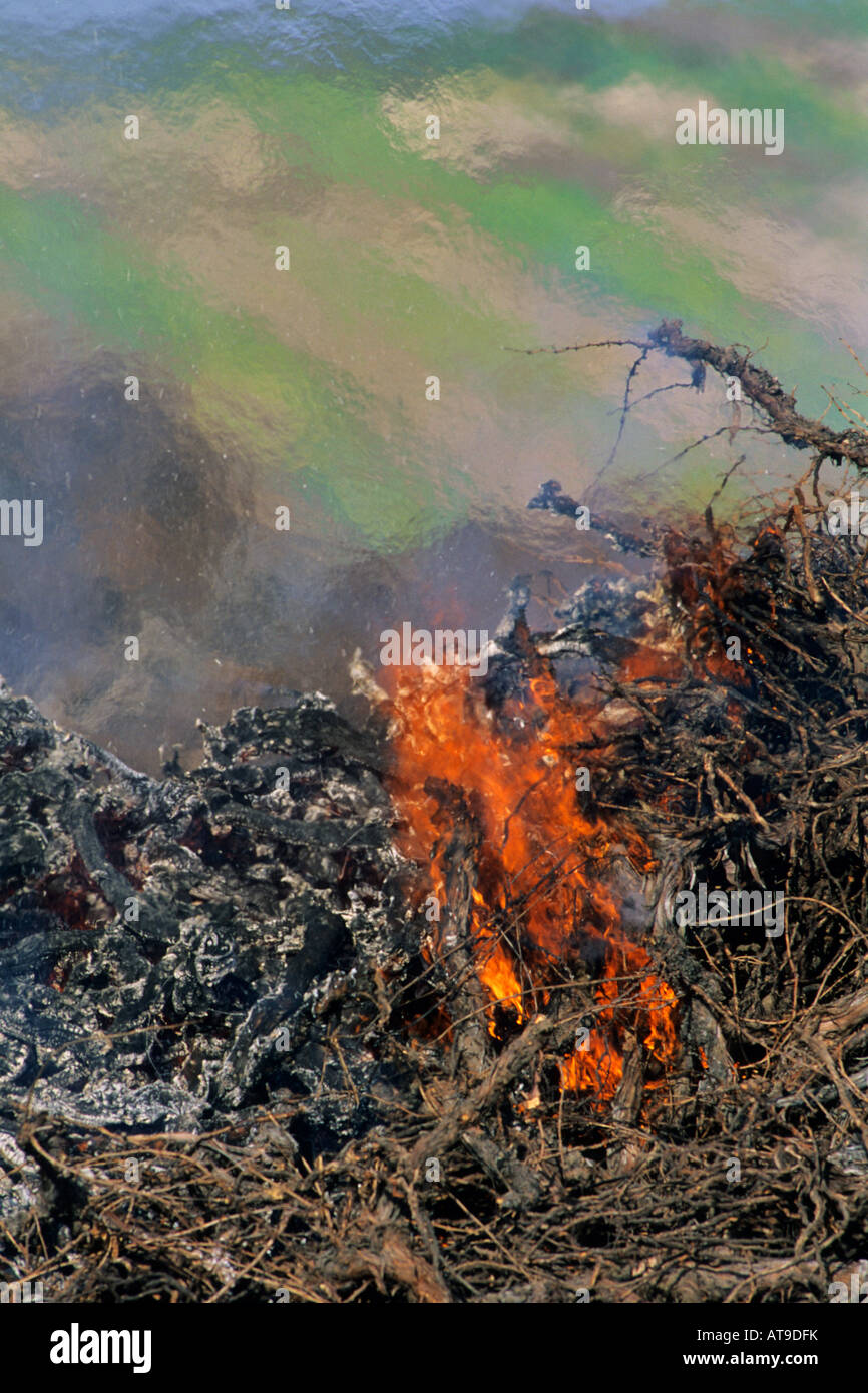 Old grape vines being burned in field near J Lohr Paso Robles San Luis ...