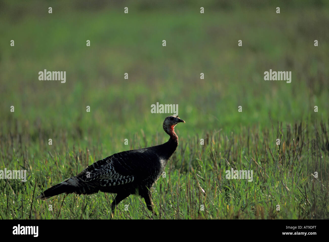 Wild turkey in green grass field on Vineyard Drive Paso Robles San Luis ...