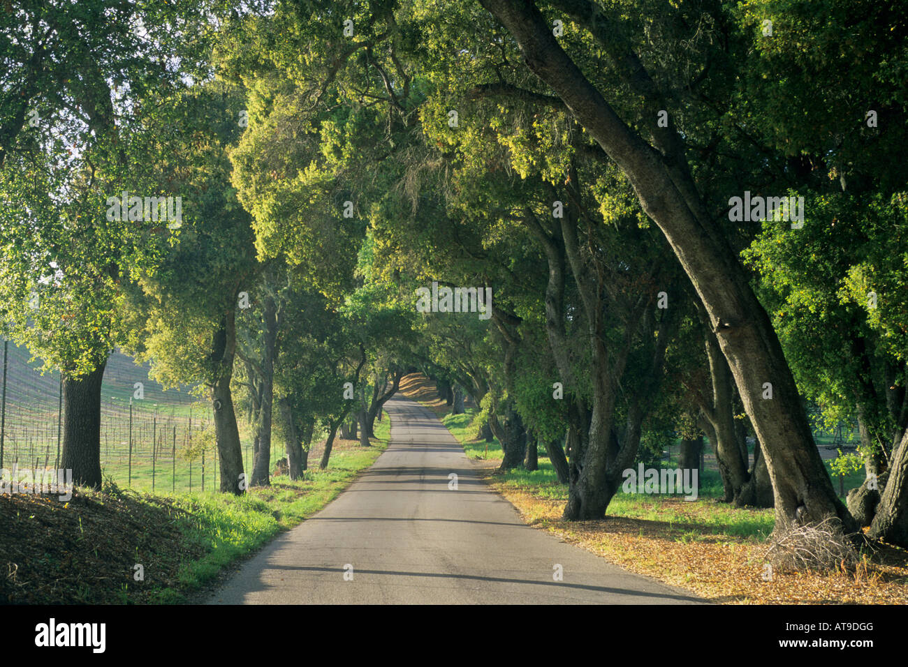 Shaded roadway hi-res stock photography and images - Alamy