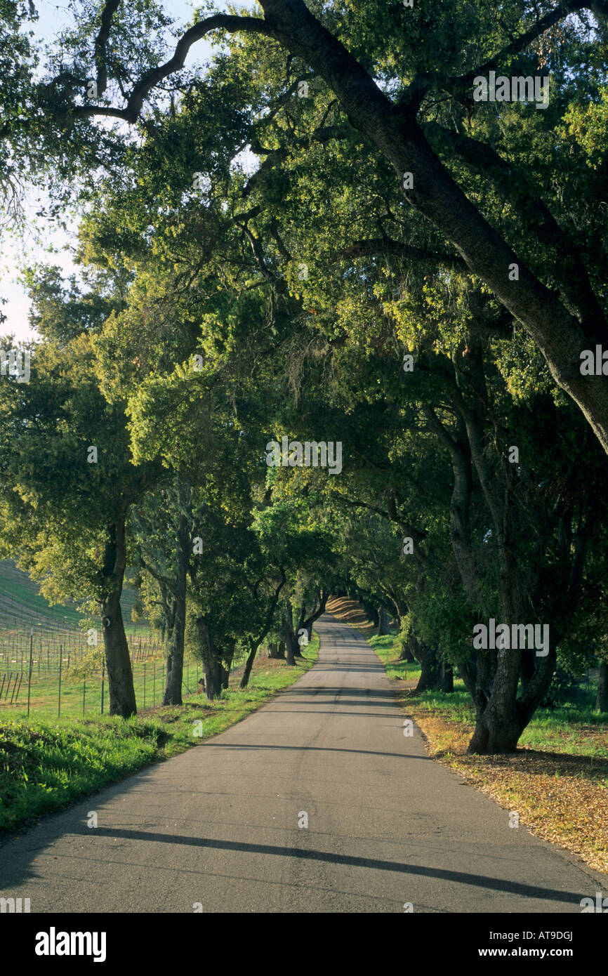 Afternoon light along oak tree shaded rural road Vineyard Drive Paso ...