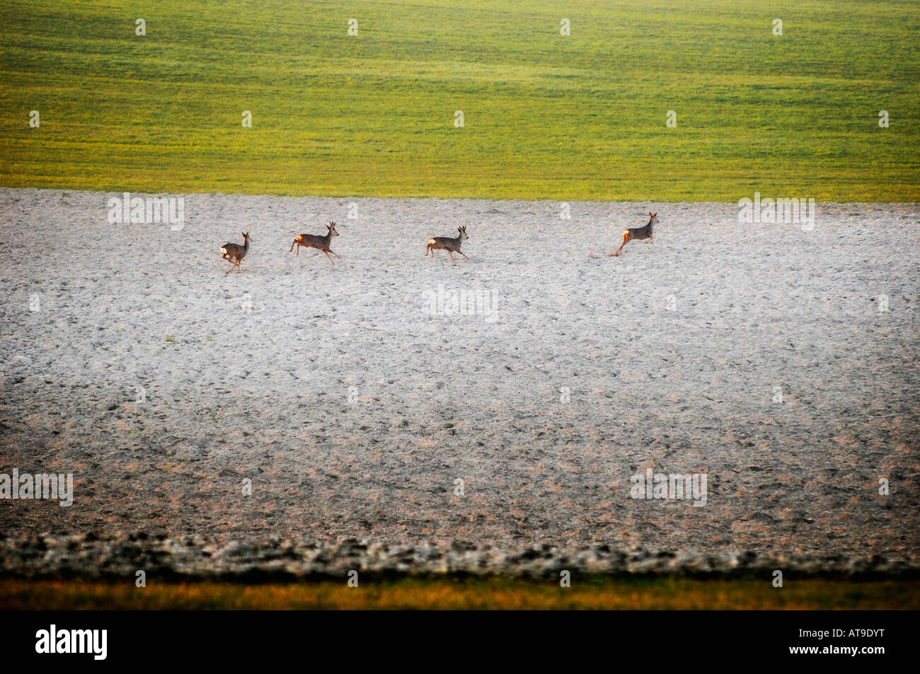 Leaping Roe Deer Uk High Resolution Stock Photography and Images - Alamy