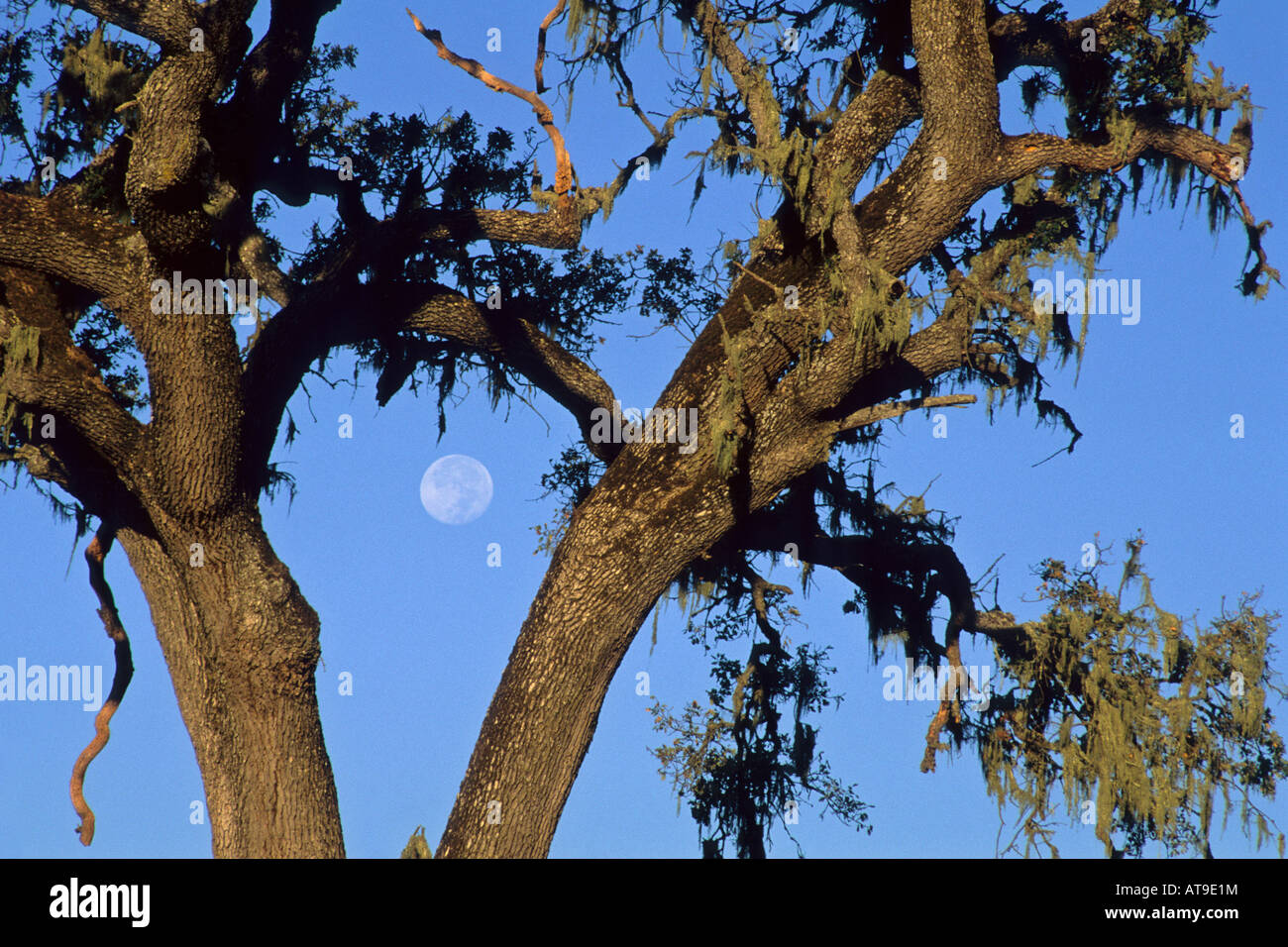 Moon and oak tree Paso Robles San Luis Obispo County California Stock ...