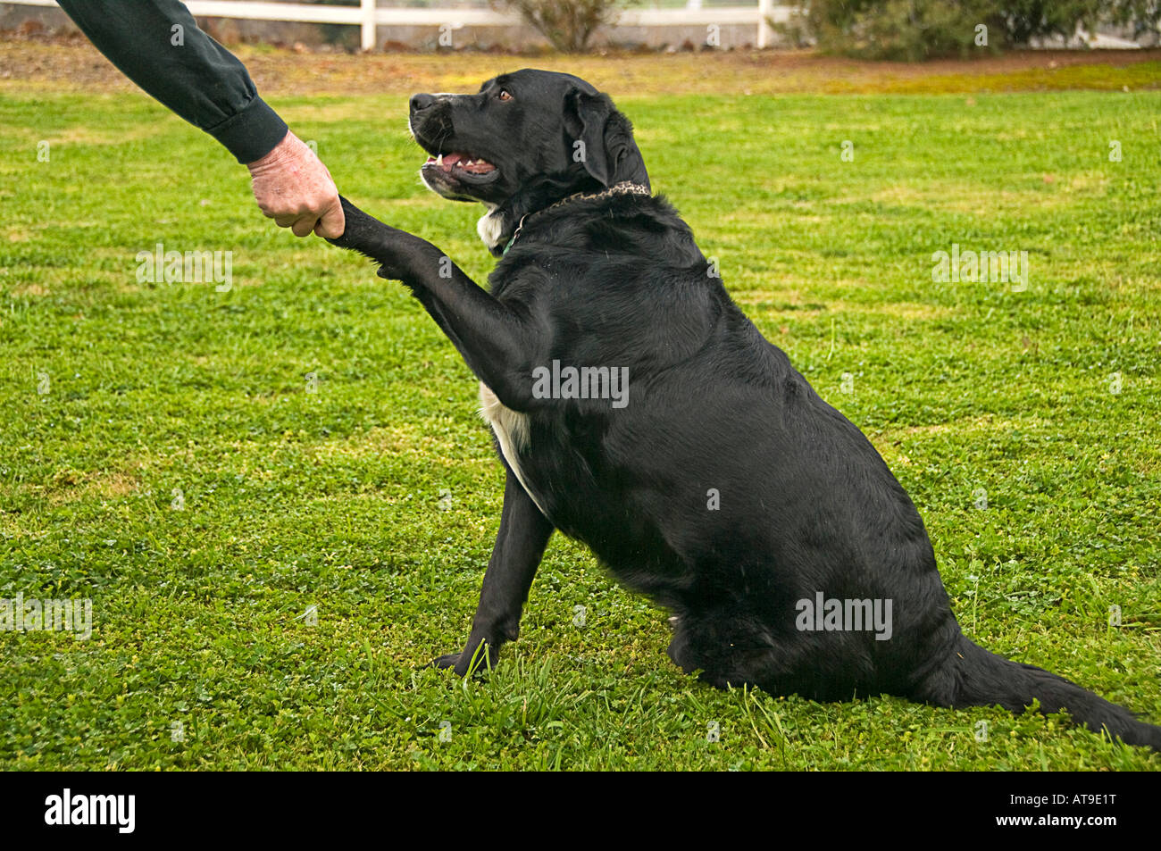 Dog Shaking Man's Hand Stock Photo - Alamy