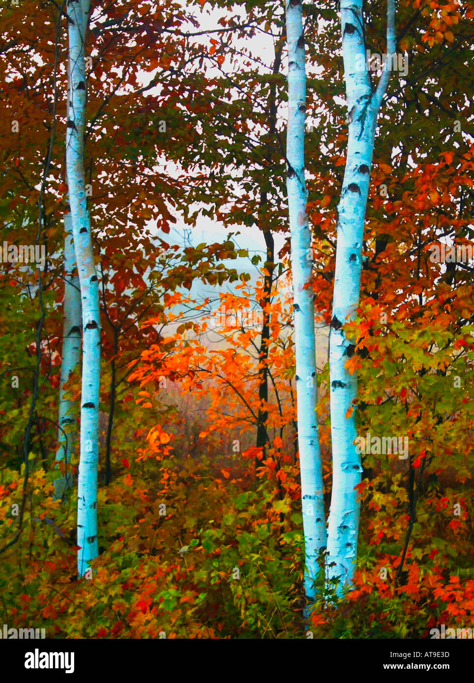 White Birch trees stand out in contrast to the fall foliage in Door Co ...