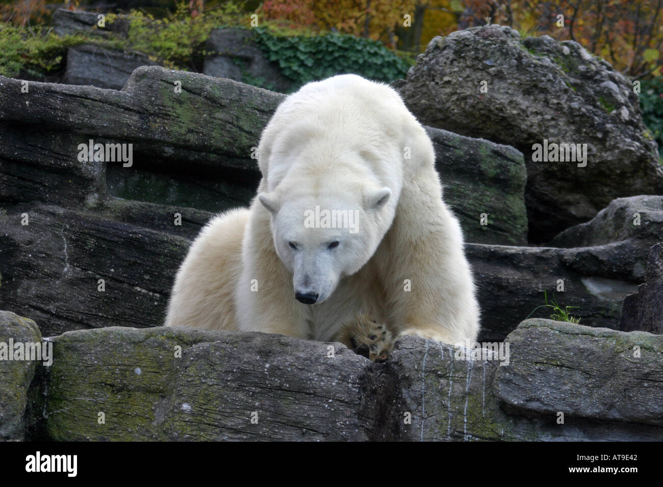 Polar bears vienna austria hi-res stock photography and images - Alamy