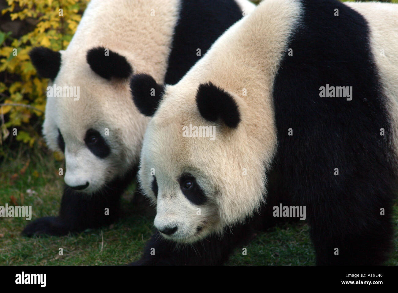 Two panda bears hi-res stock photography and images - Alamy