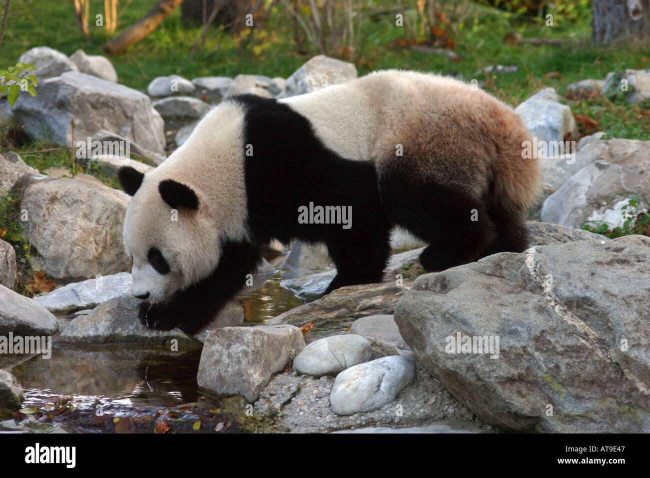 panda crossing a brook Stock Photo - Alamy