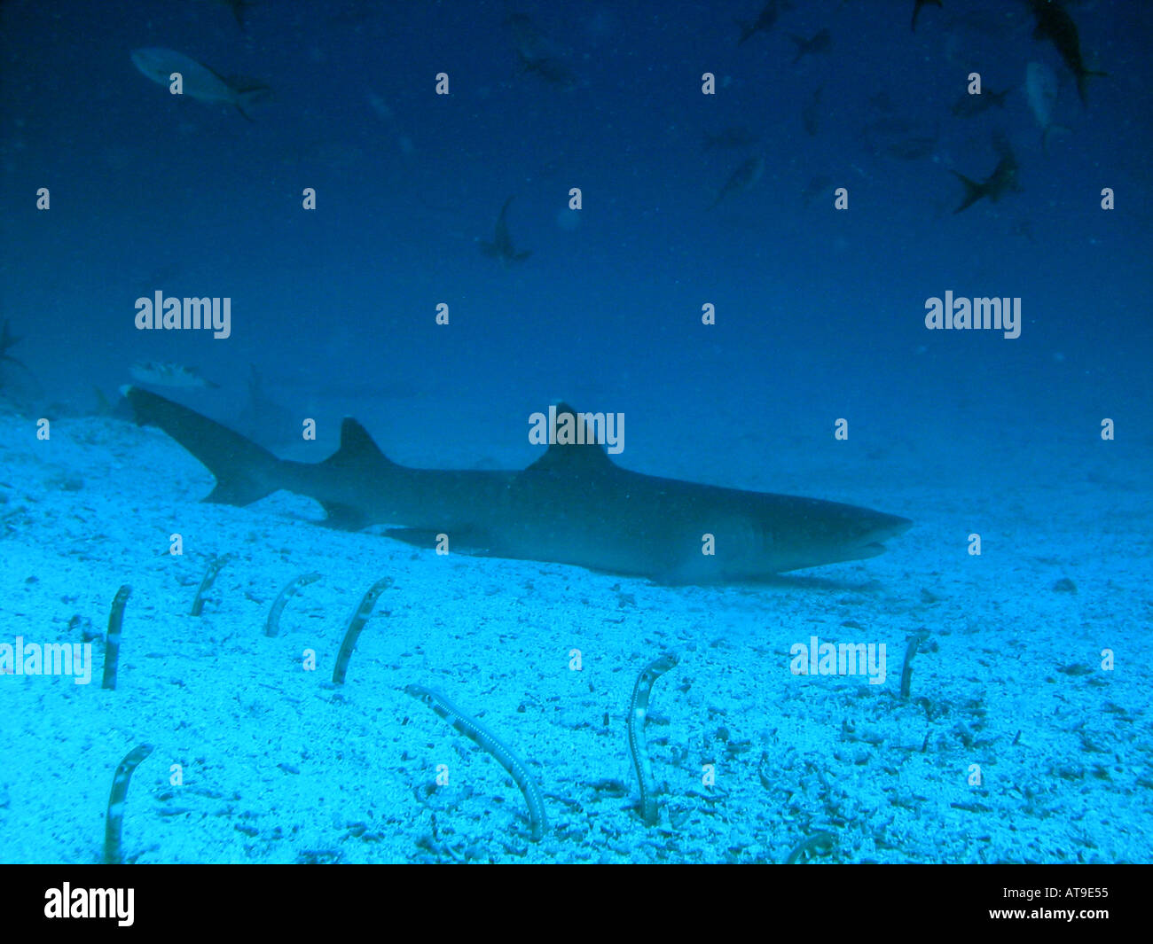 white tipped reef shark, garden eels Stock Photo - Alamy