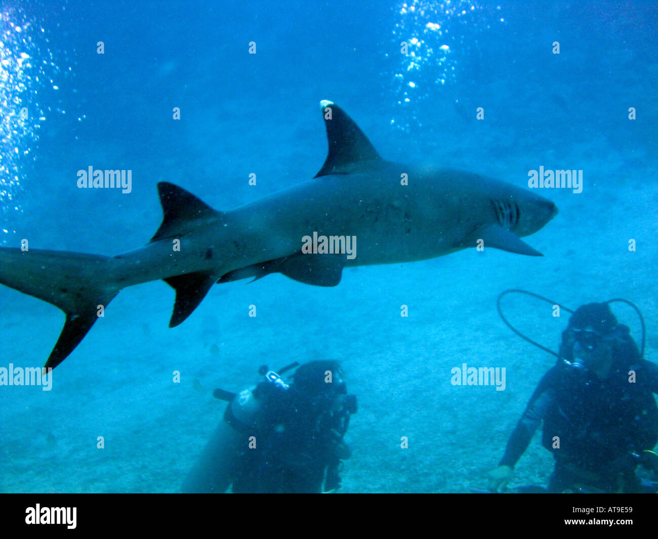 White tipped reef sharks hi-res stock photography and images - Alamy