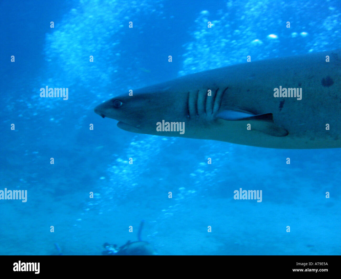 white tipped reef shark Stock Photo - Alamy