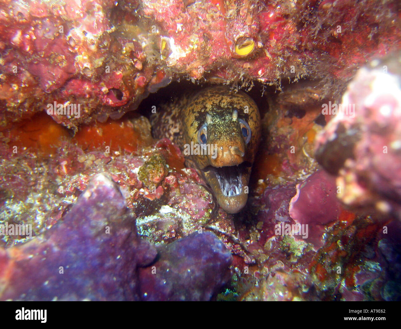 Divers with moray eel hi-res stock photography and images - Alamy