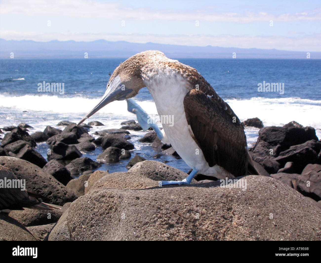 Blue footed booby Stock Photo - Alamy