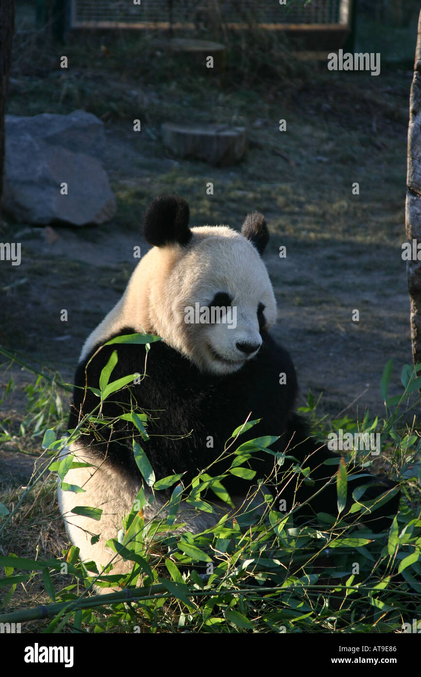 Panda plants hi-res stock photography and images - Alamy