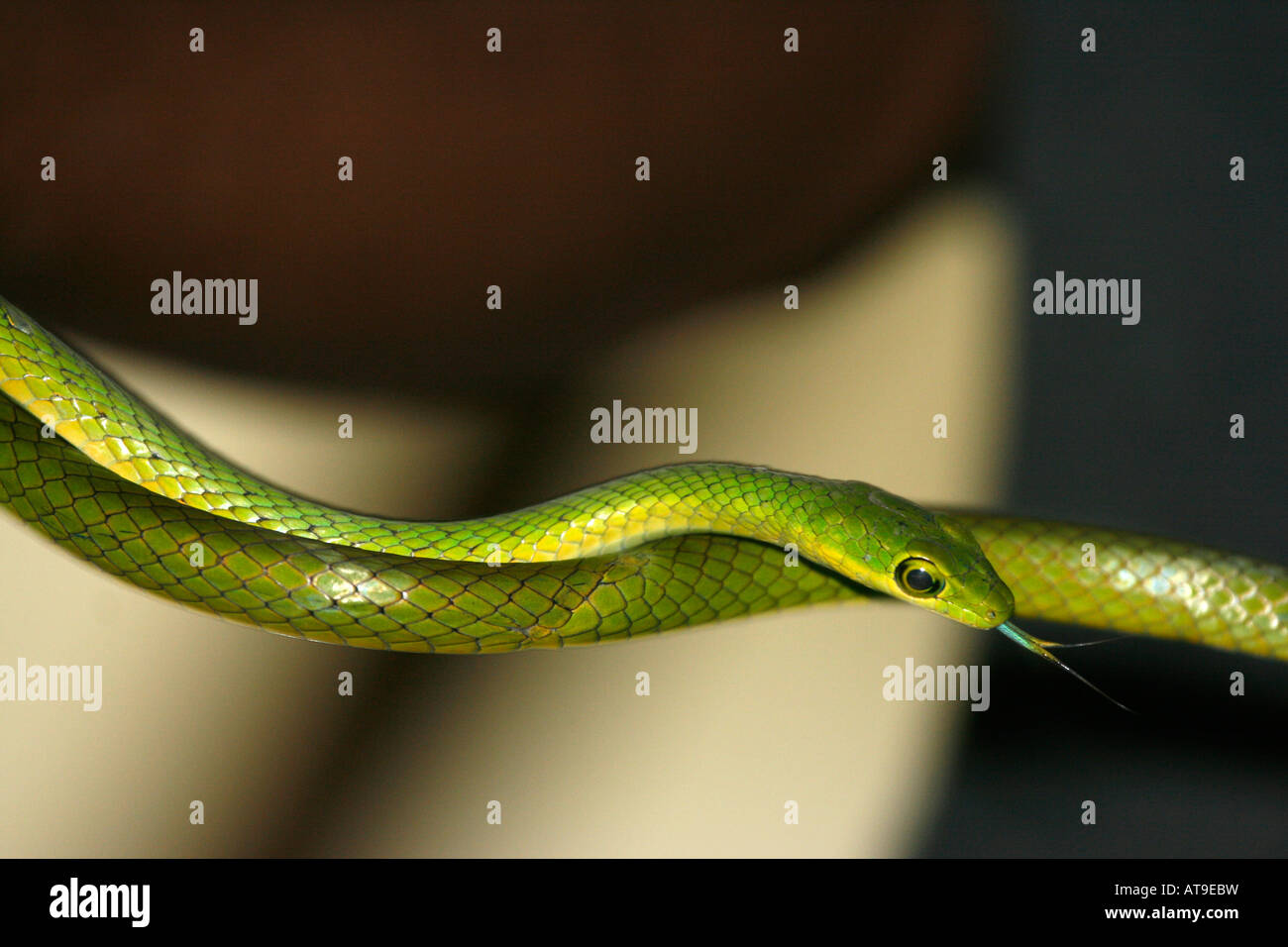 Speckled bush snake (Philothamnus Punctatus) with extended tongue on ...
