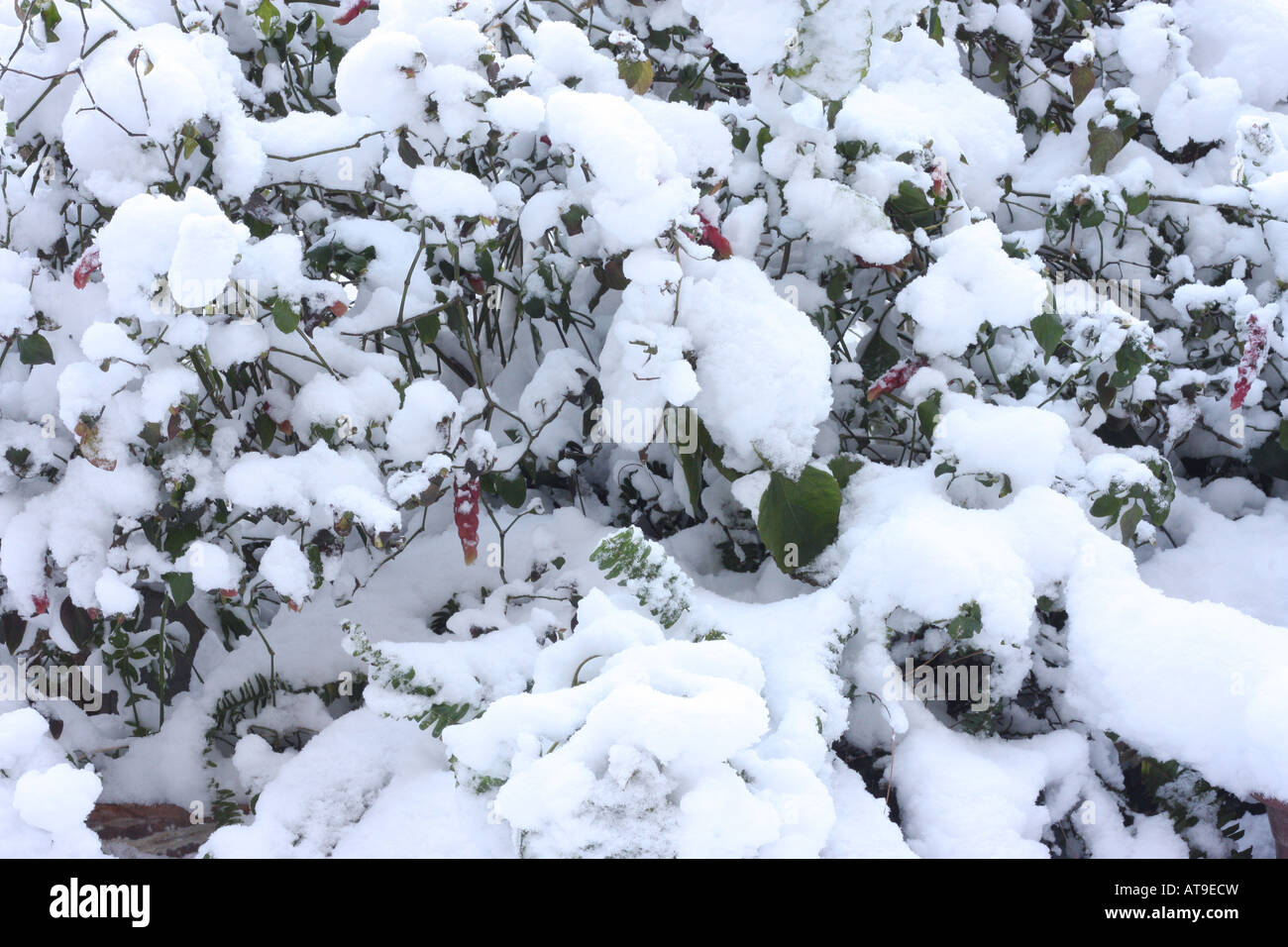 Plants covered with snow Stock Photo - Alamy