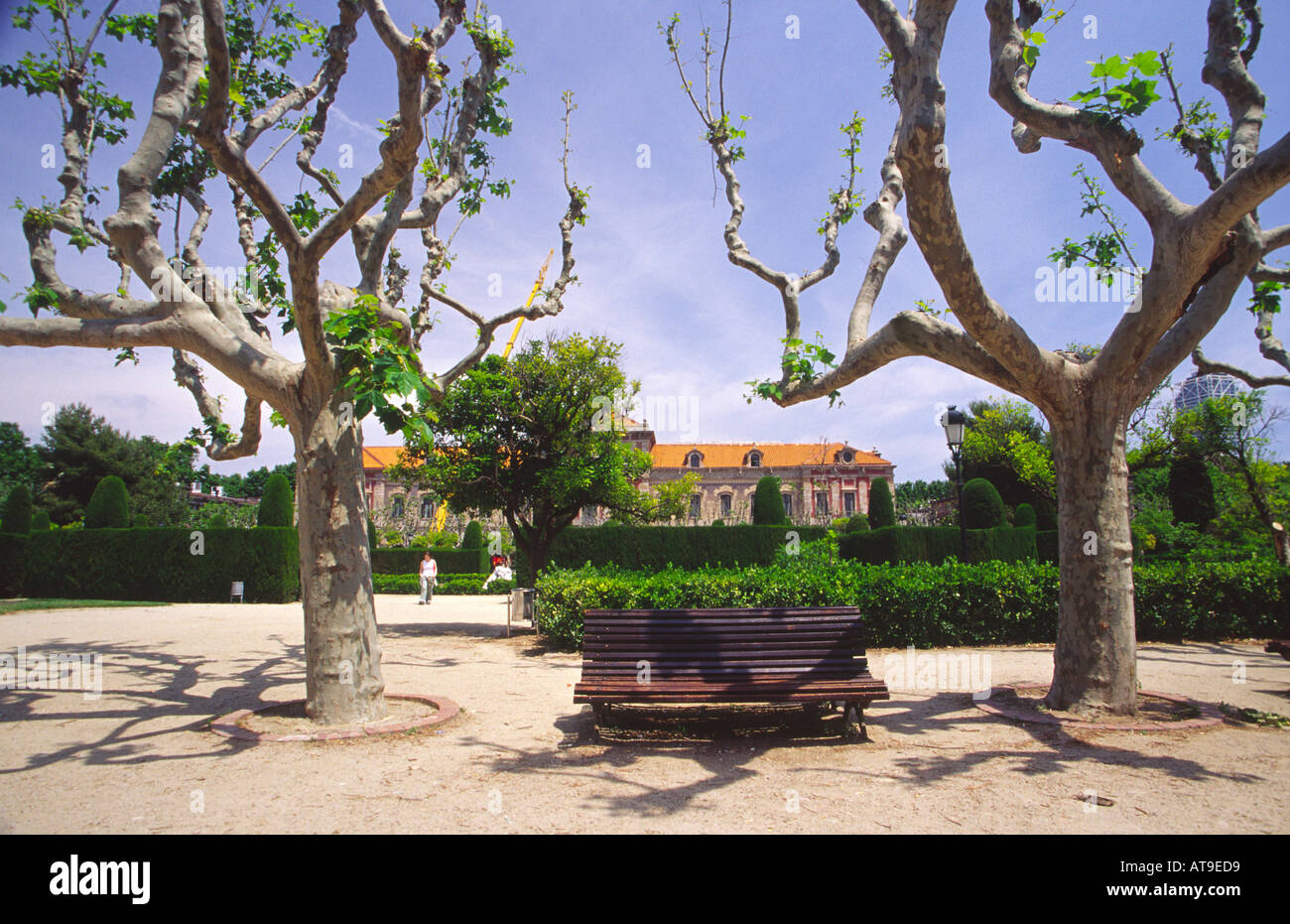 bench between two sycamore trees Stock Photo - Alamy