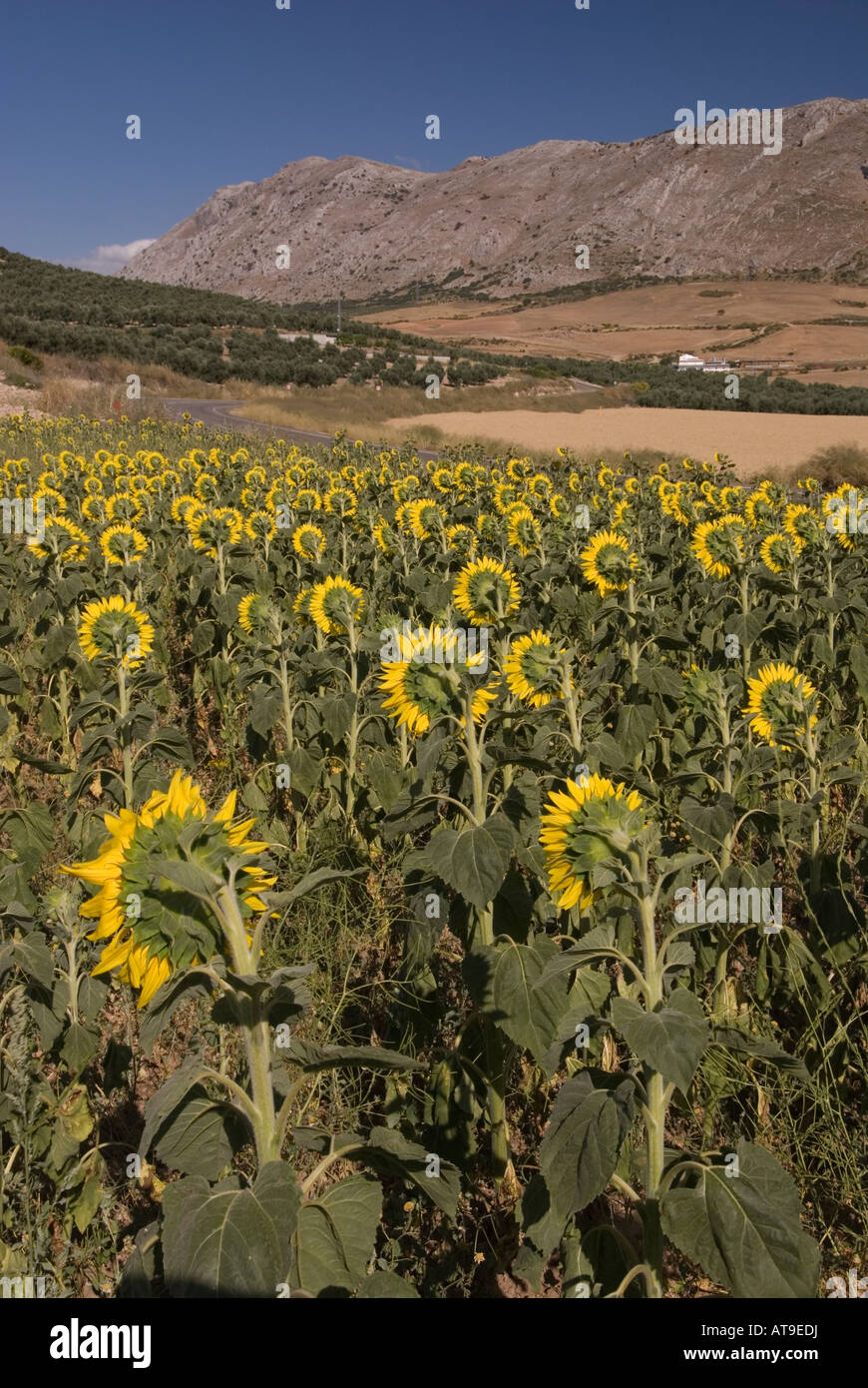 sunflowers in Spanish countryside, Andalusia, Spain Stock Photo - Alamy