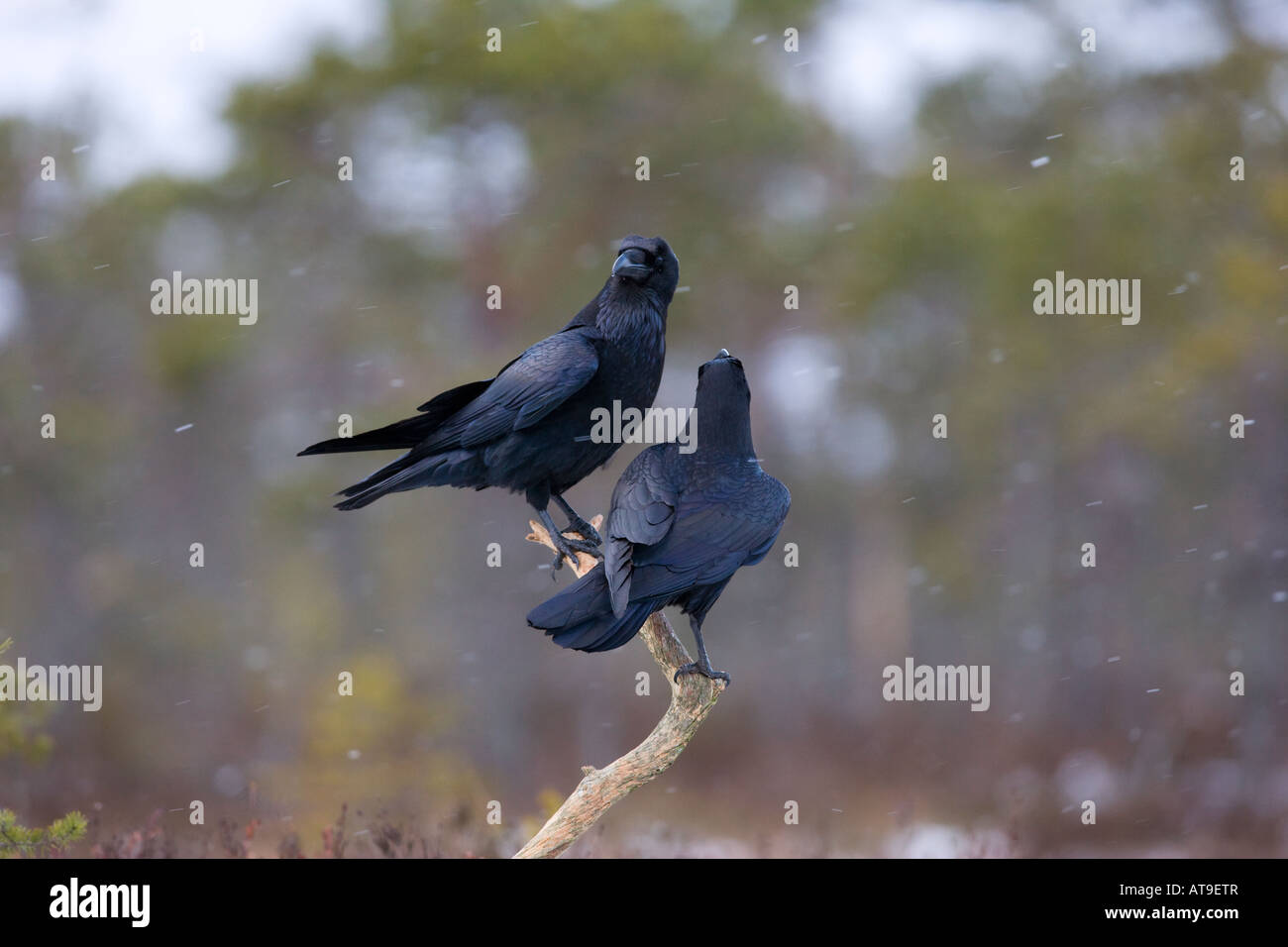 Ravens perched on branch hi-res stock photography and images - Alamy