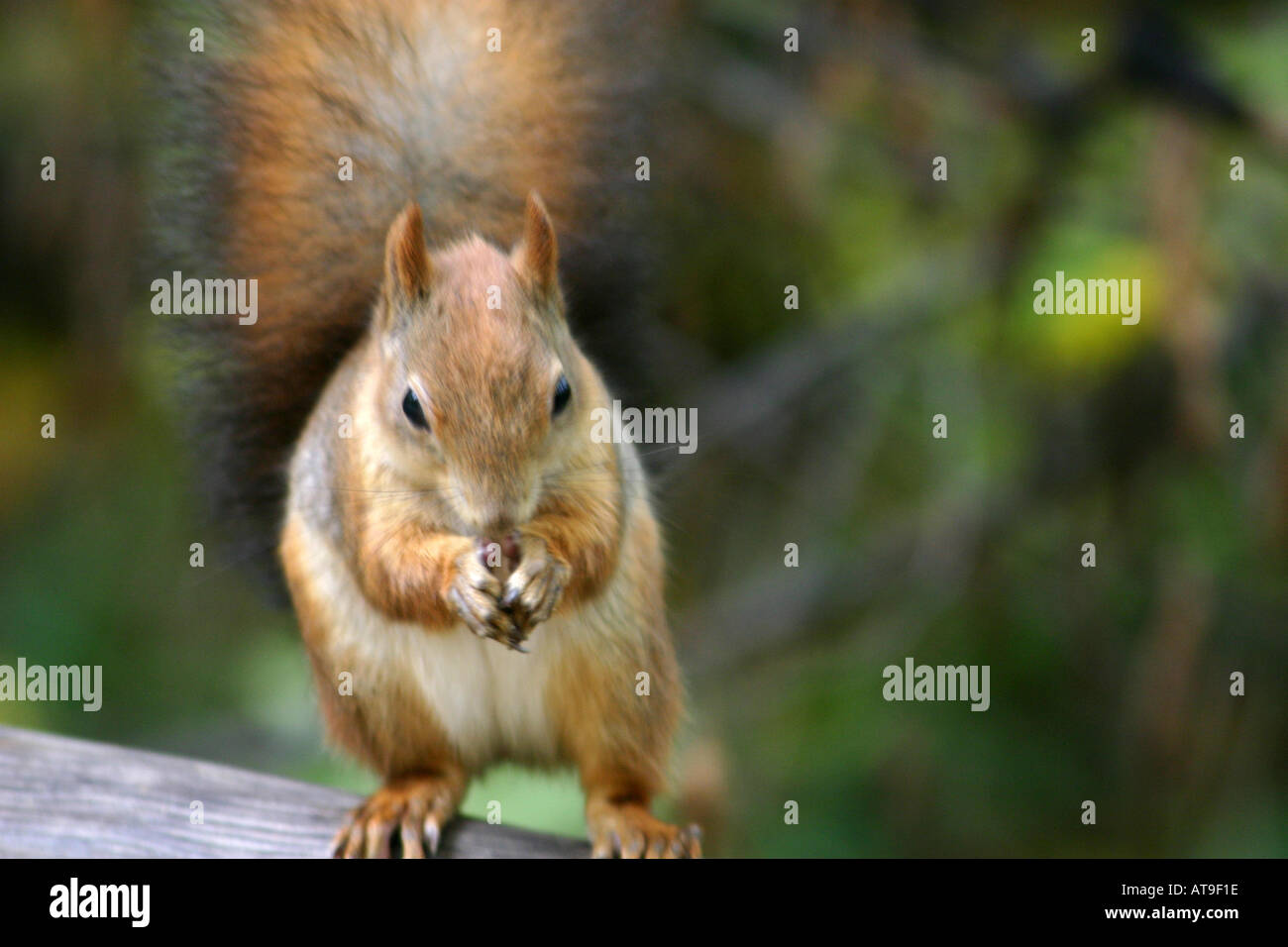 Zoo squirrel animal hi-res stock photography and images - Alamy