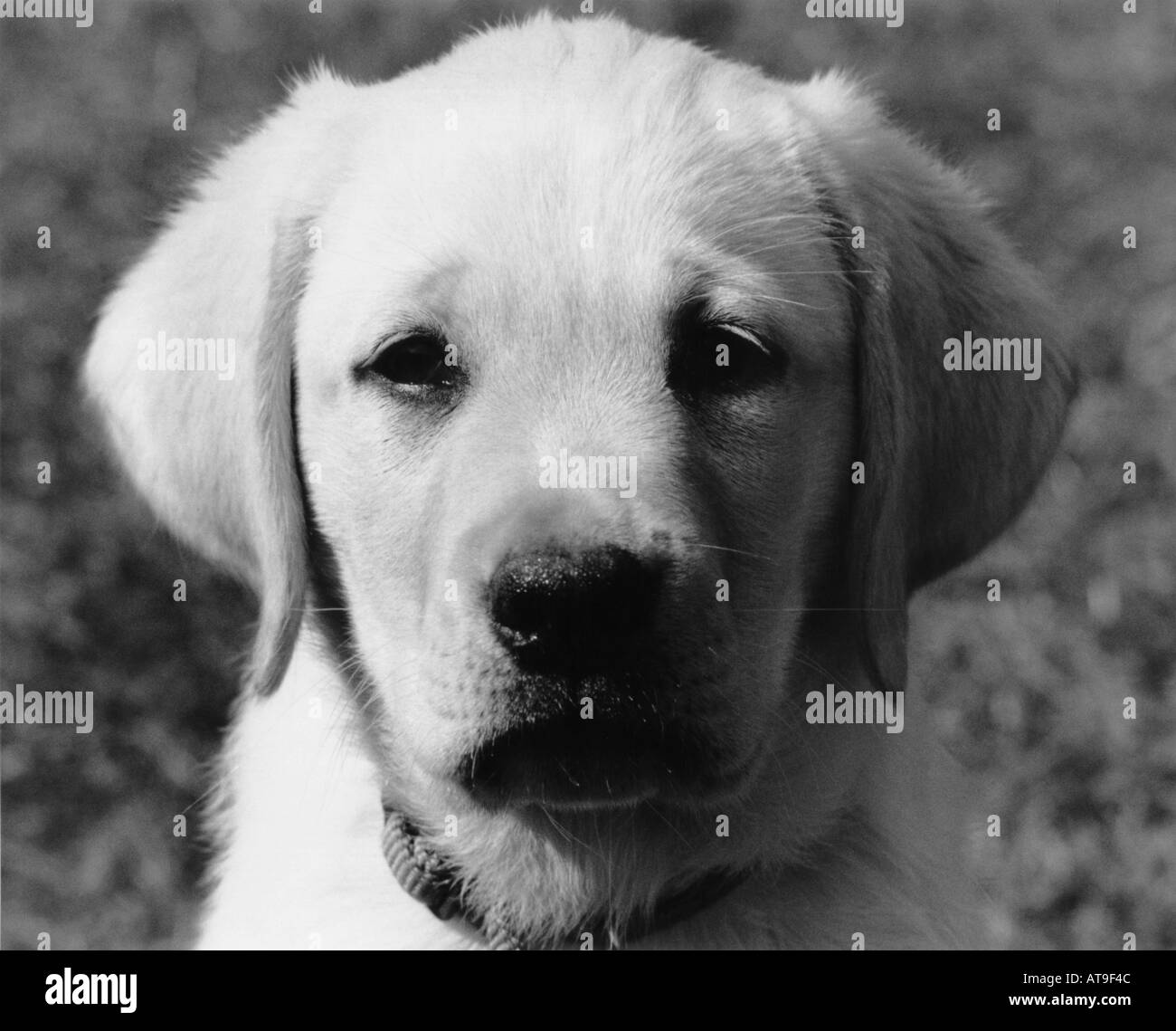 Golden labrador puppy Black and White Stock Photos & Images - Alamy
