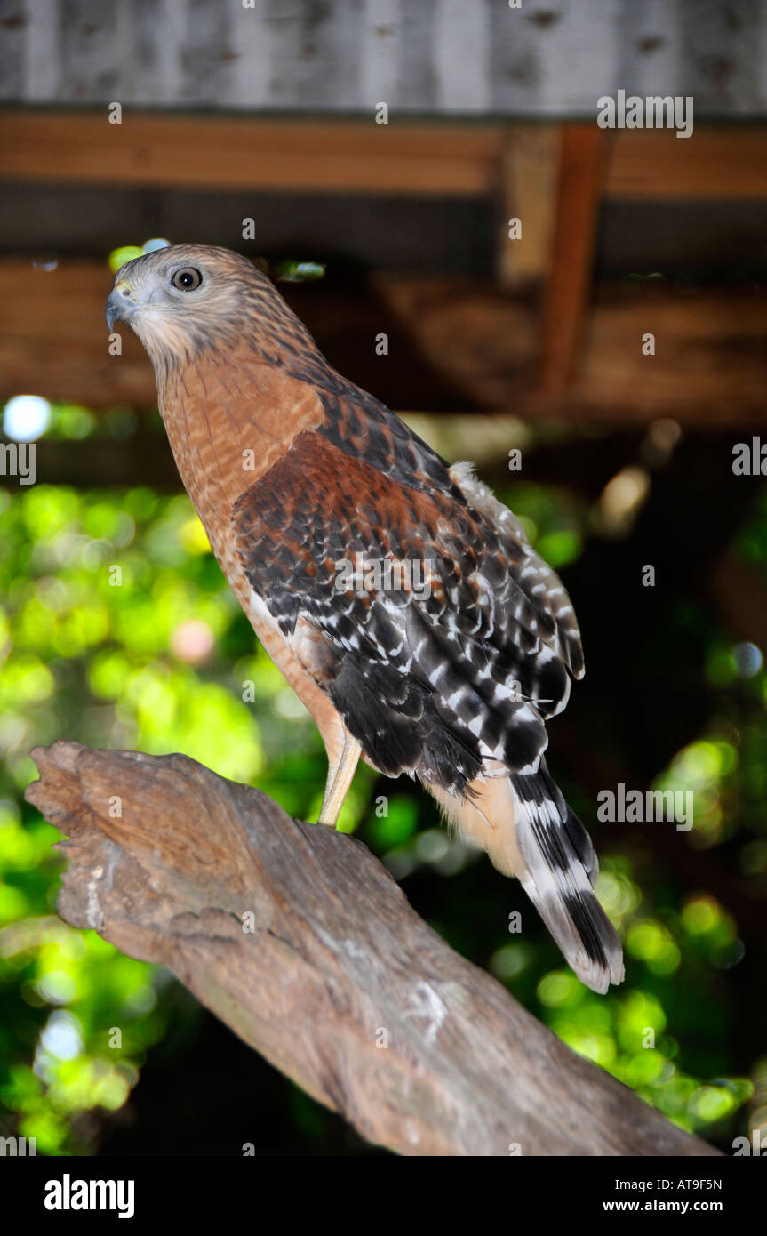 Red tail hawk Everglades Wonder Gardens Bonita Springs Florida Stock ...