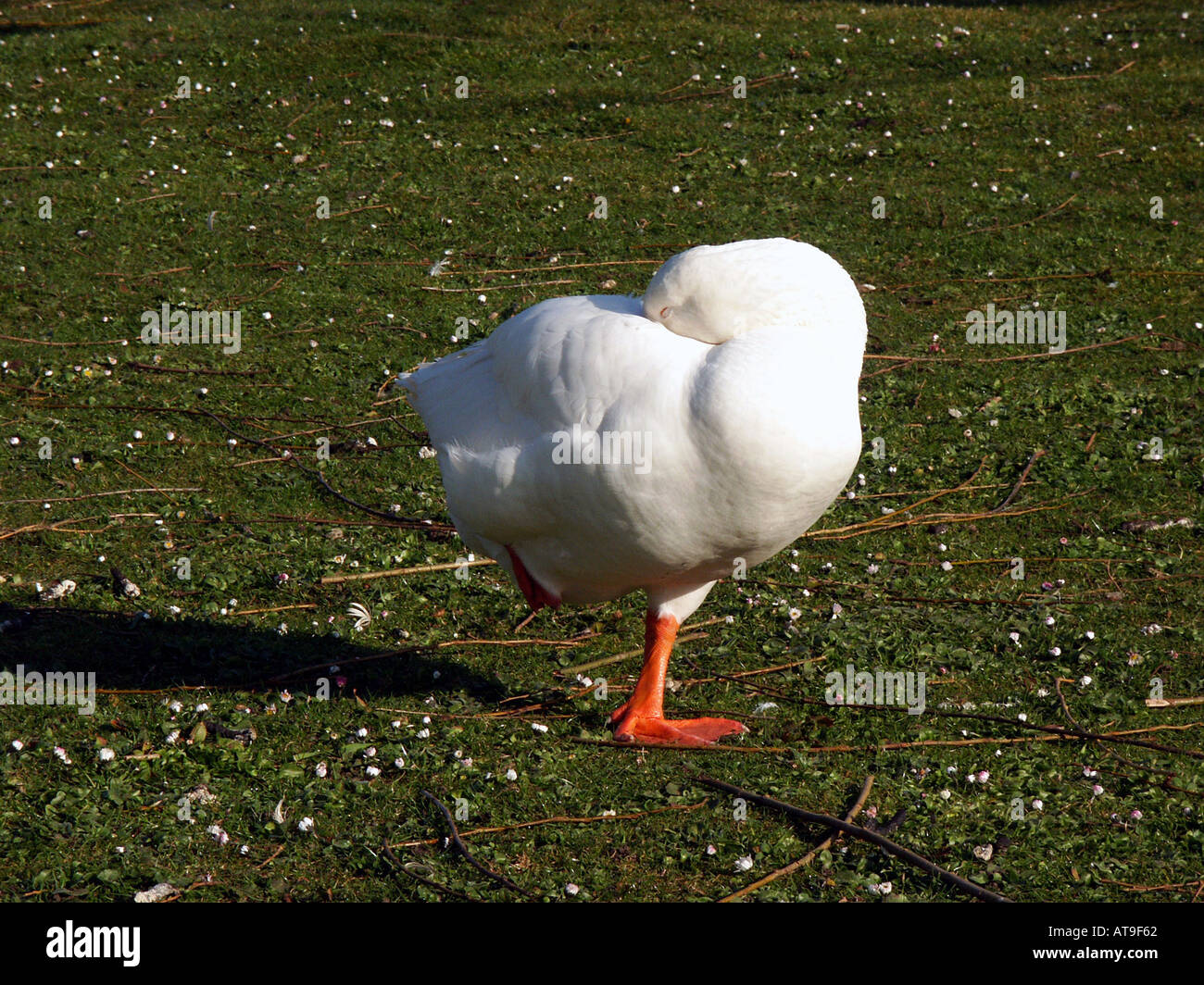 One Legged Headless Goose Stock Photo - Alamy
