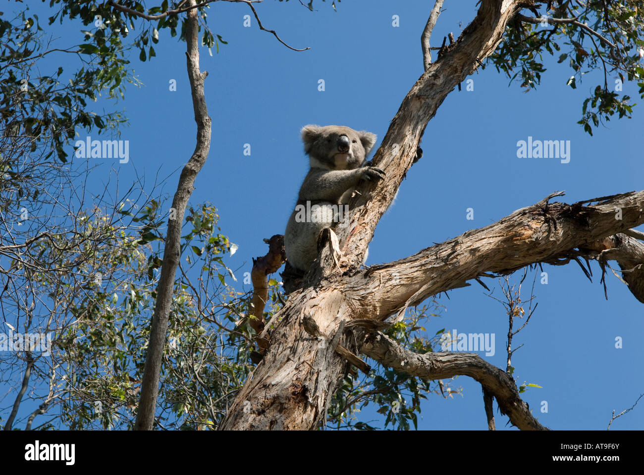 Koala Bear in Tree Stock Photo - Alamy