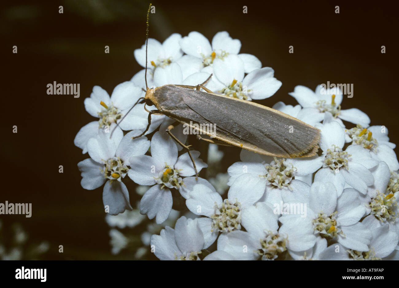 Common footman moth Eilema lurideola Arctiidae feeding from yarrow ...