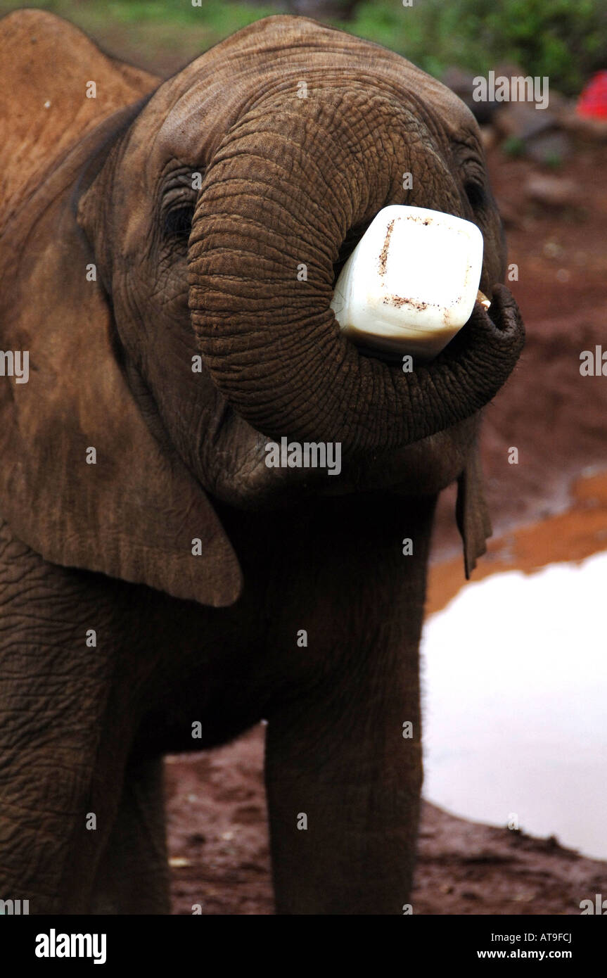 An elephant, Kenya Stock Photo - Alamy