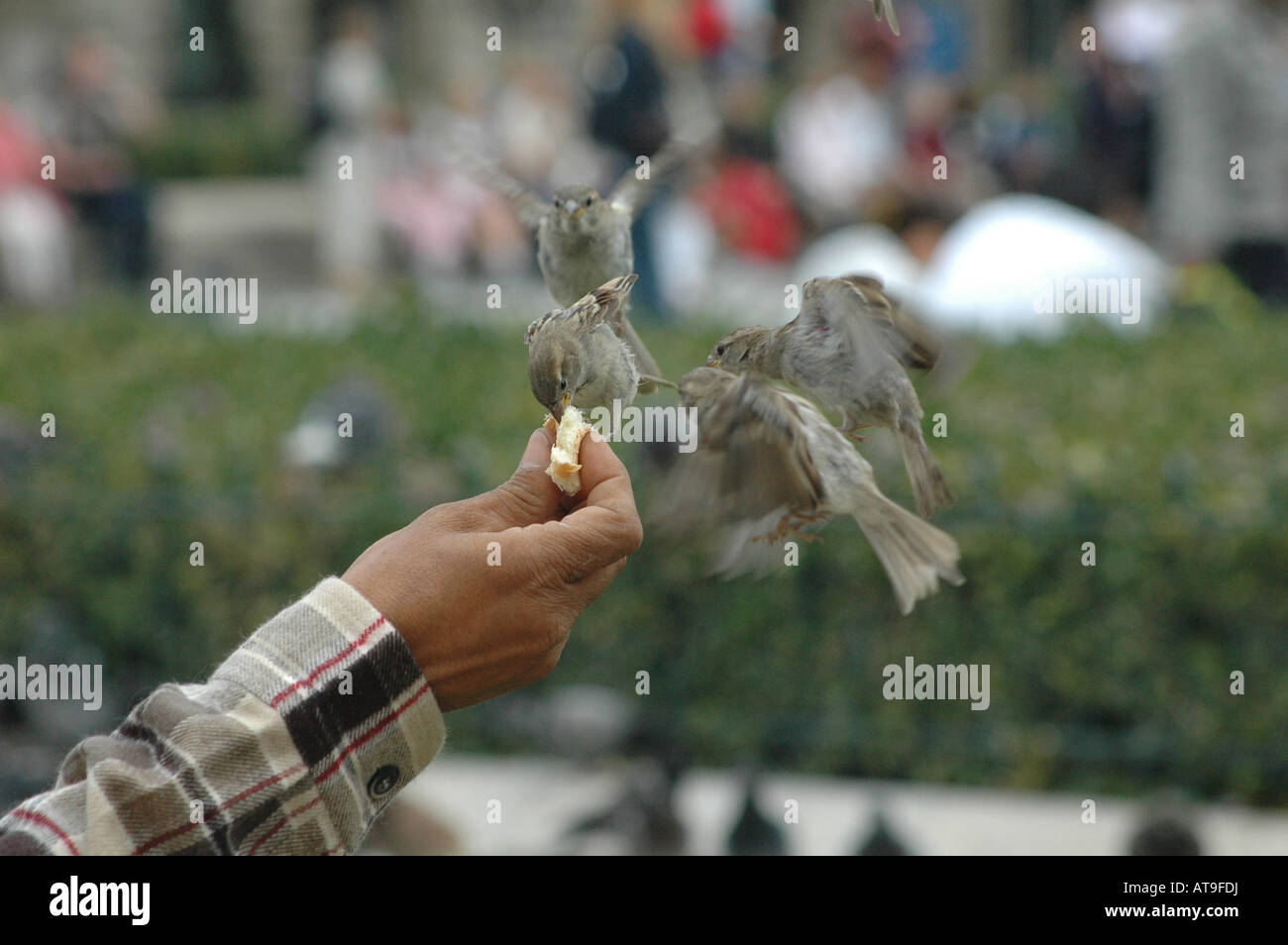 Man eating birds hi-res stock photography and images - Alamy
