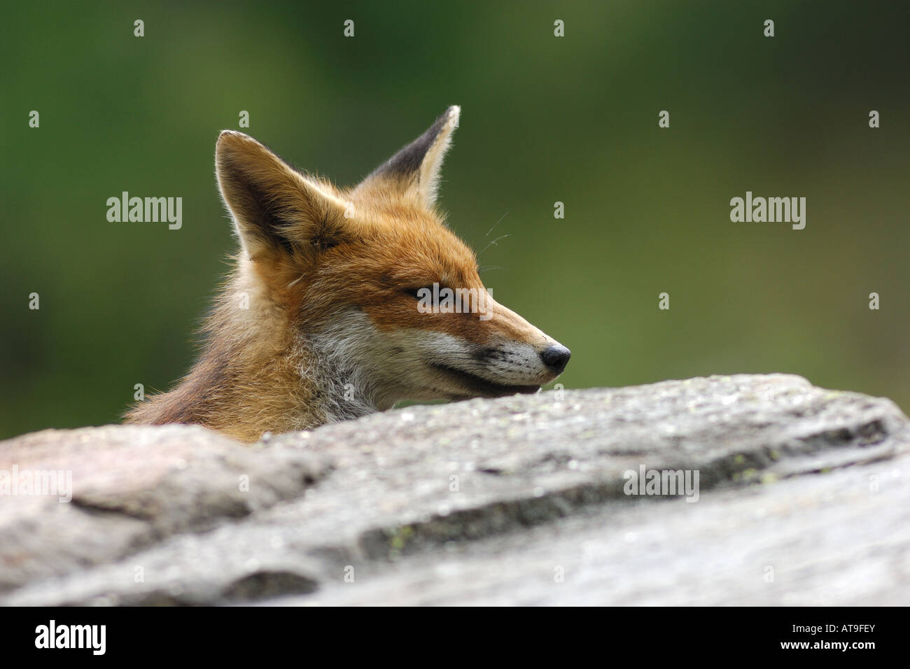 red fox canidae mammal mountain wood Italy volpe rossa Vulpes vulpes ...