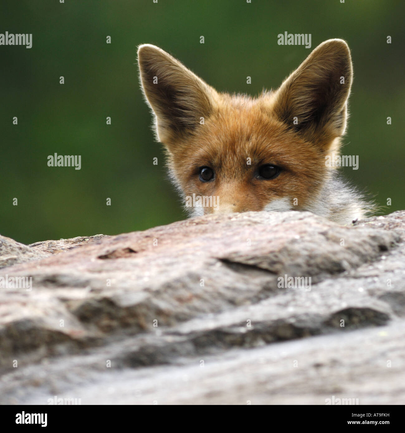 red fox canidae mammal mountain wood Italy volpe rossa Vulpes vulpes ...