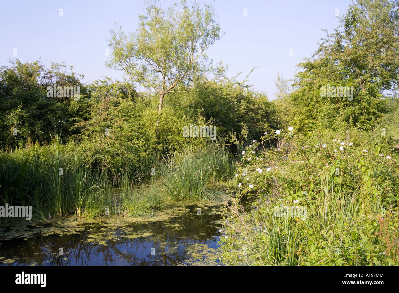 Coombe hill canal and meadows nature reserve hi-res stock photography ...
