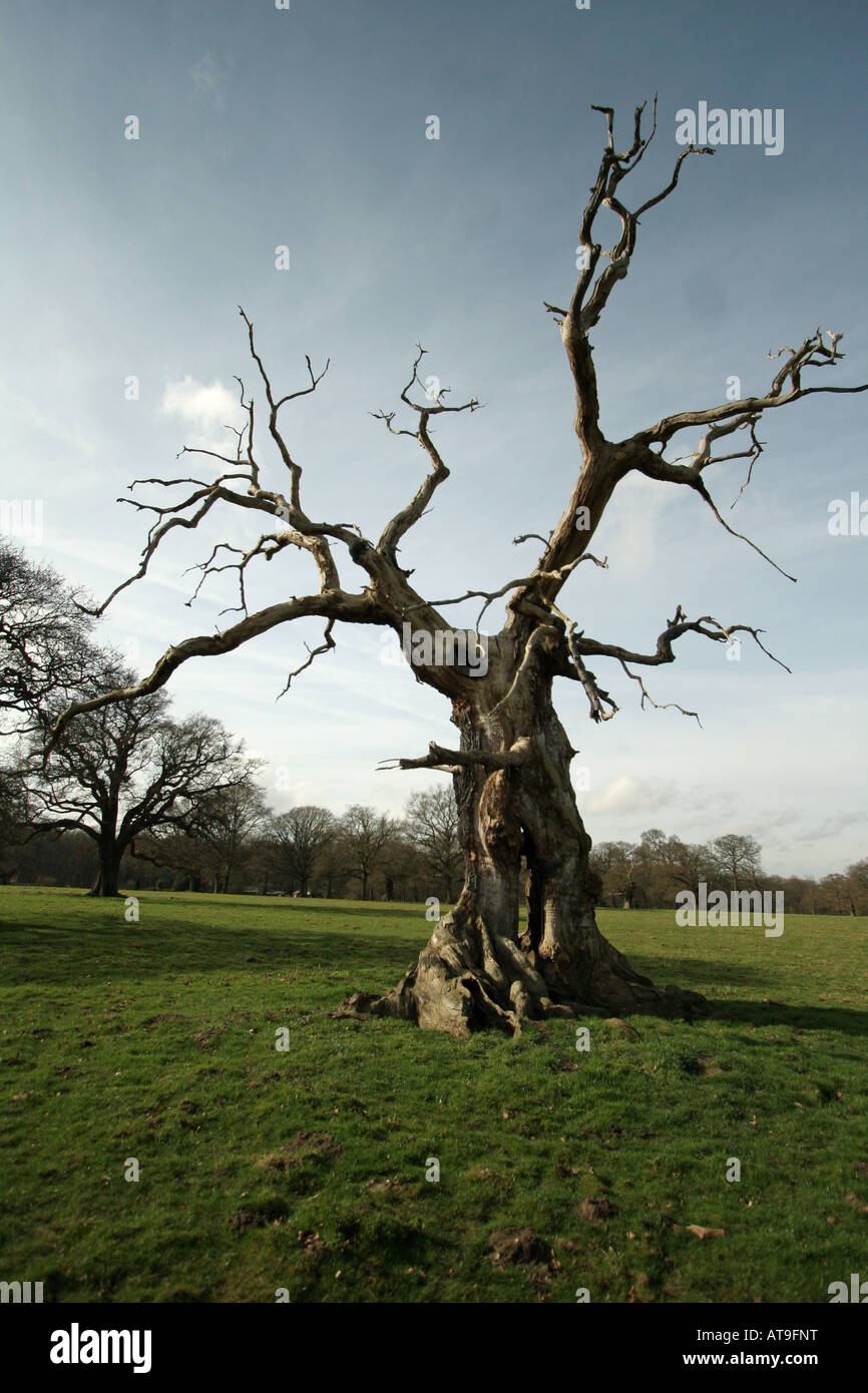 Old Knarled Oak Tree Stock Photo - Alamy