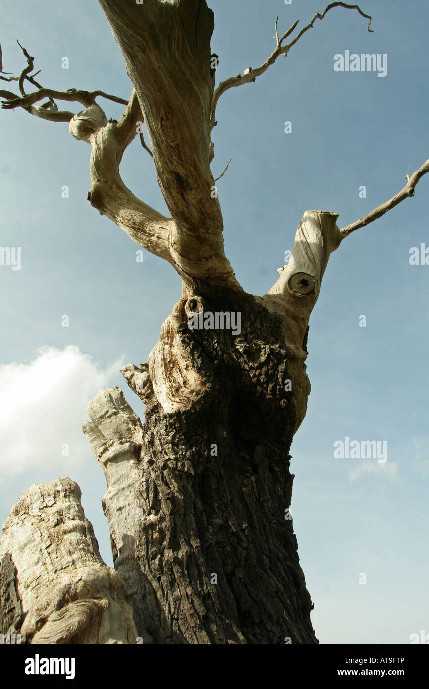 Old Knarled Oak Tree Stock Photo - Alamy