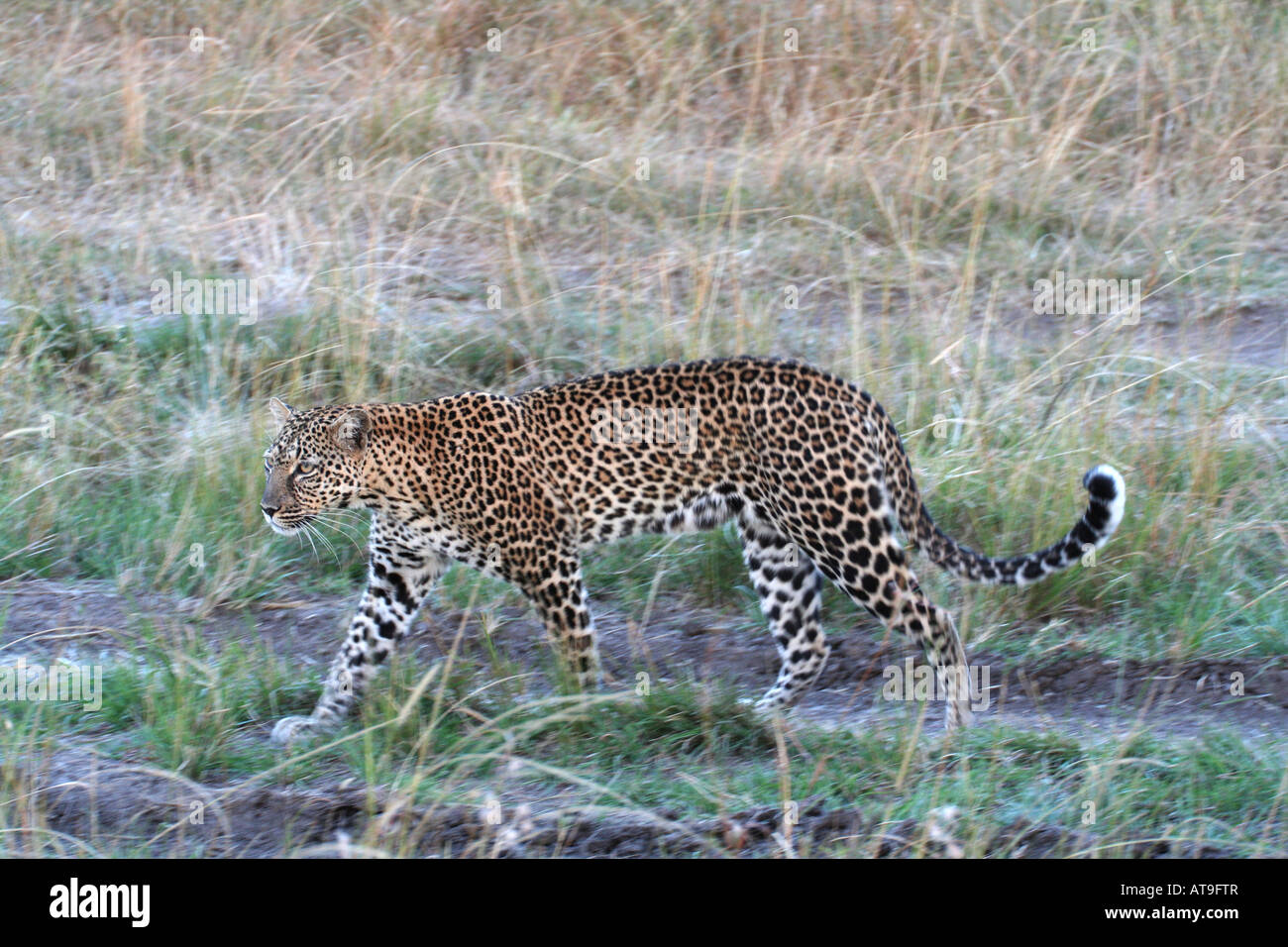 Female Leopard, Masai Mara National Park, Kenya, East Africa Stock ...