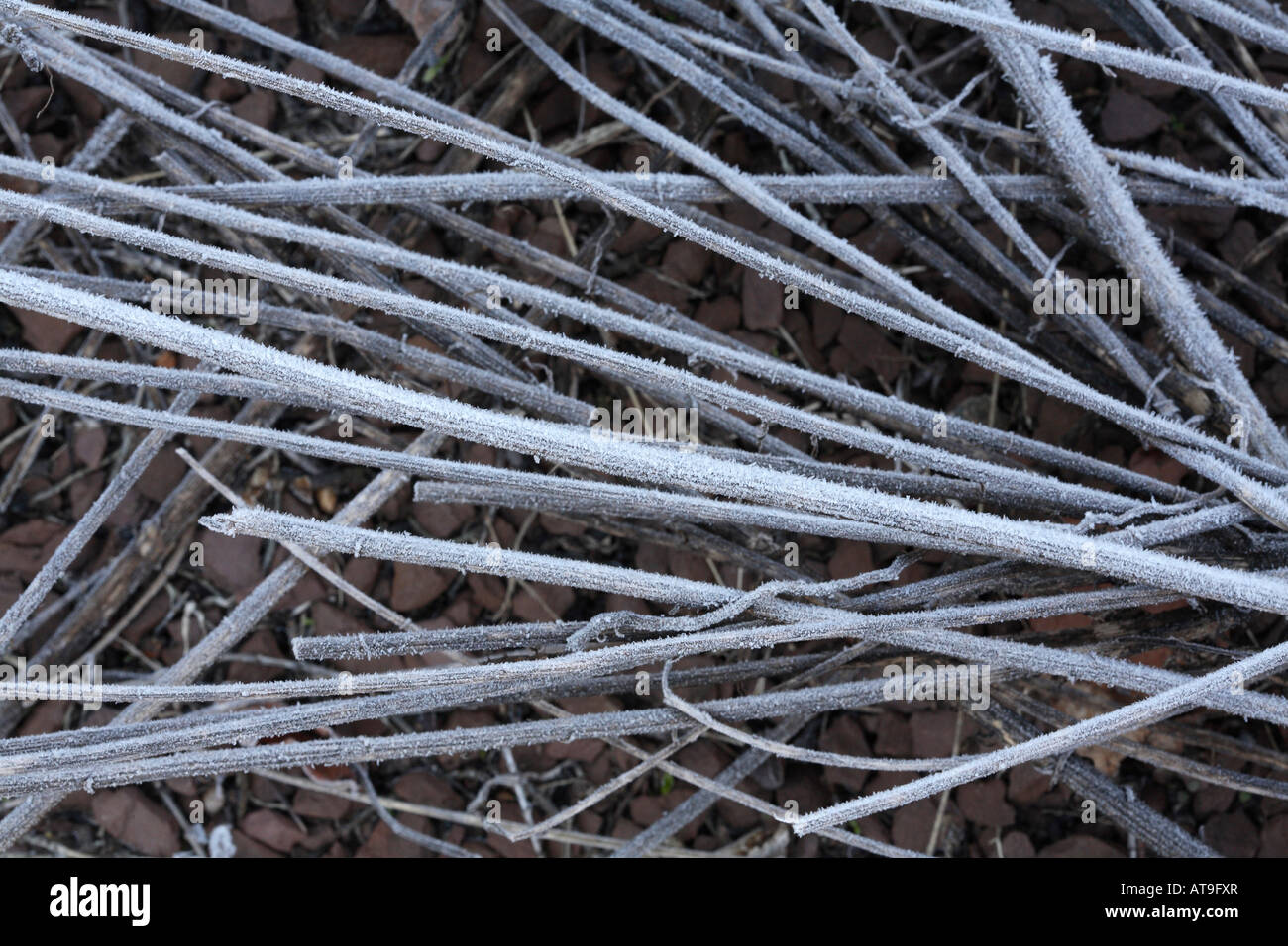 pile of thin blue gray dead sticks with heavy frost of small ice ...