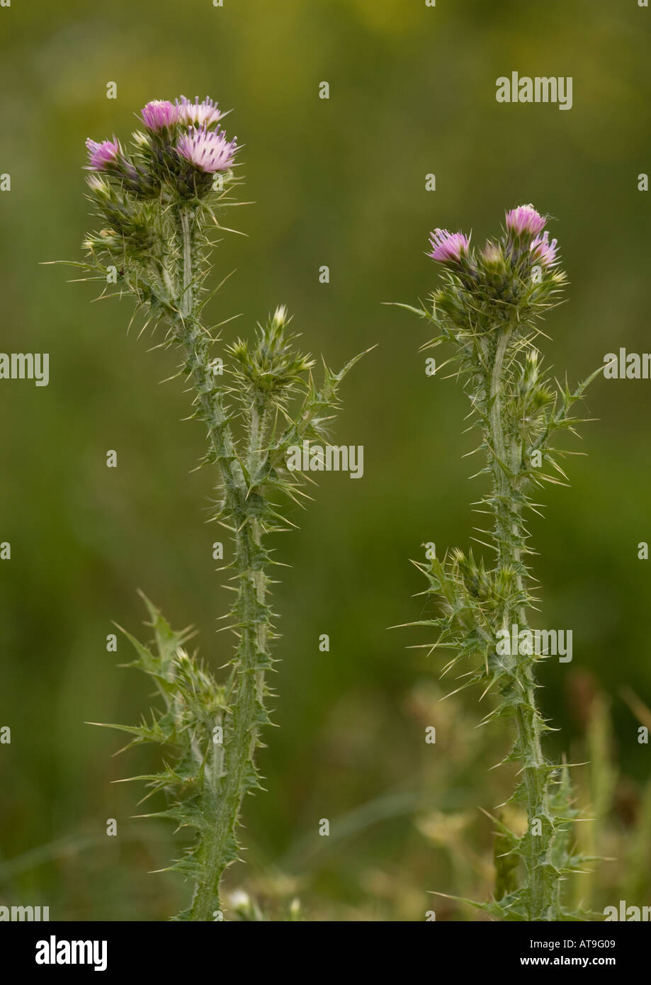 Slender thistle Coastal waste ground Carduus tenuiflorus Stock Photo ...