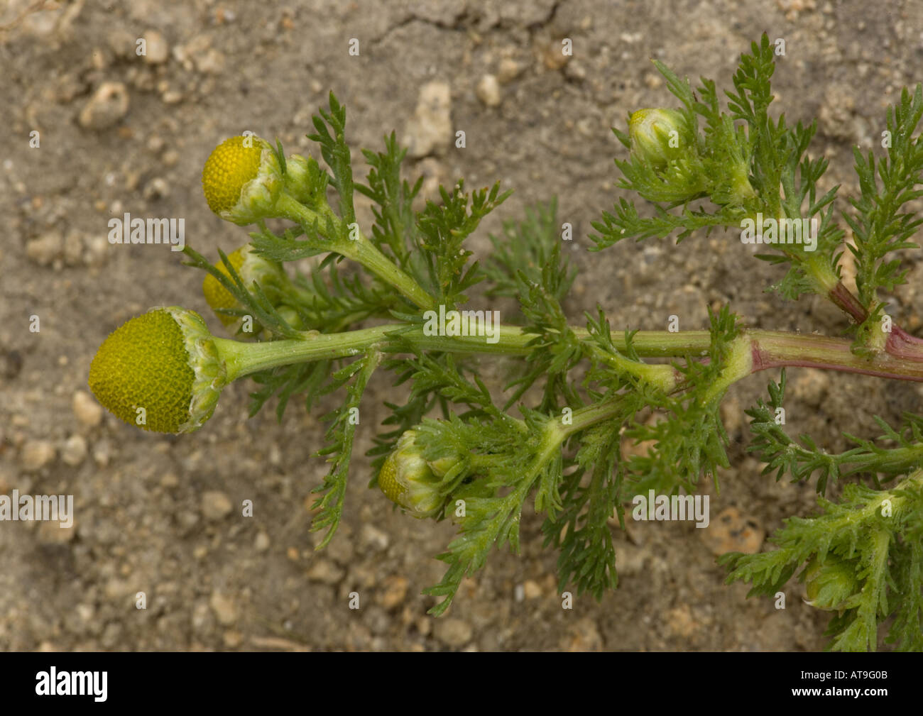 Pineapple weed Common arable waste ground weed. Matricaria discoidea ...