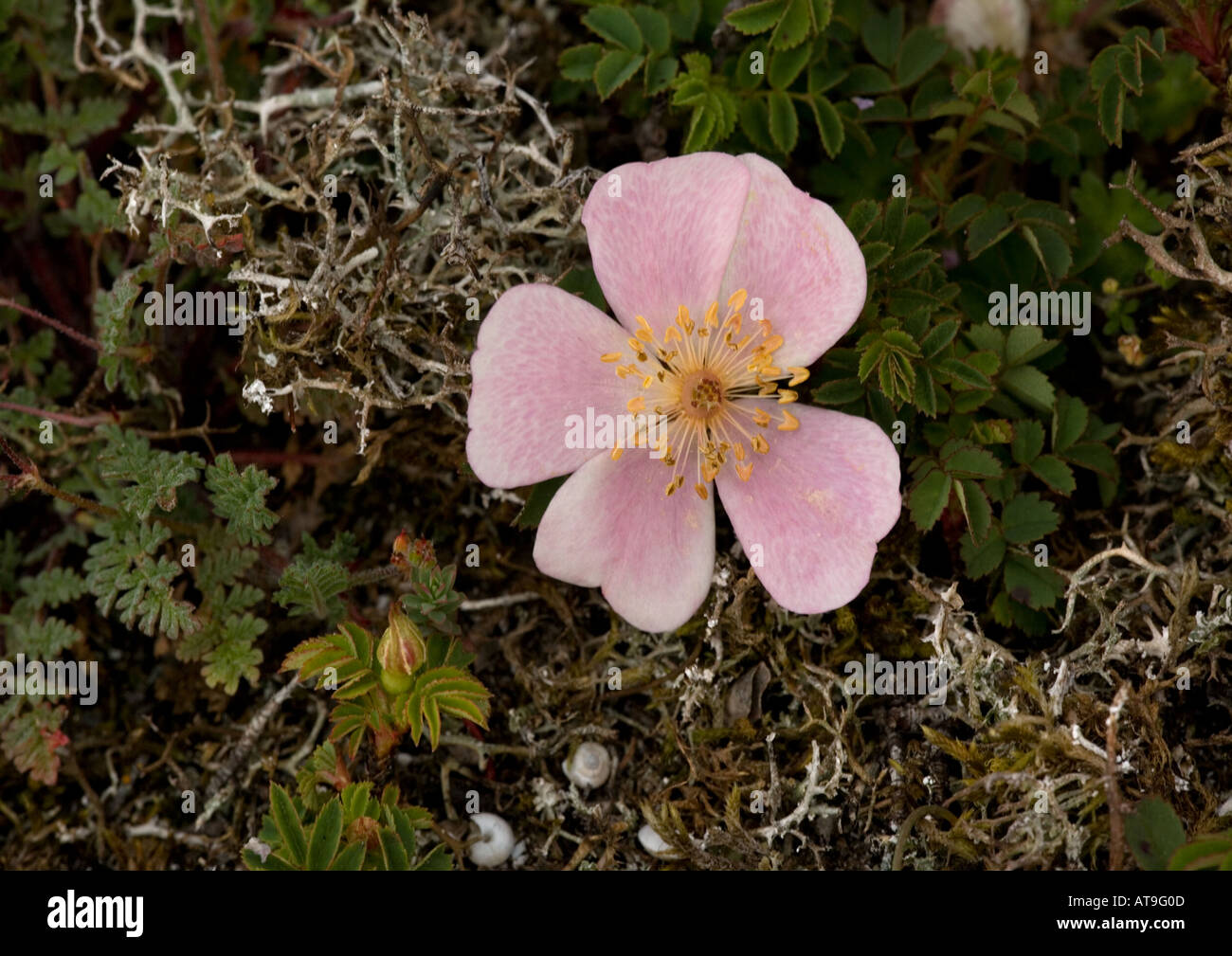 Burnet rose in attractive pink coastal form on dunes. Rosa ...